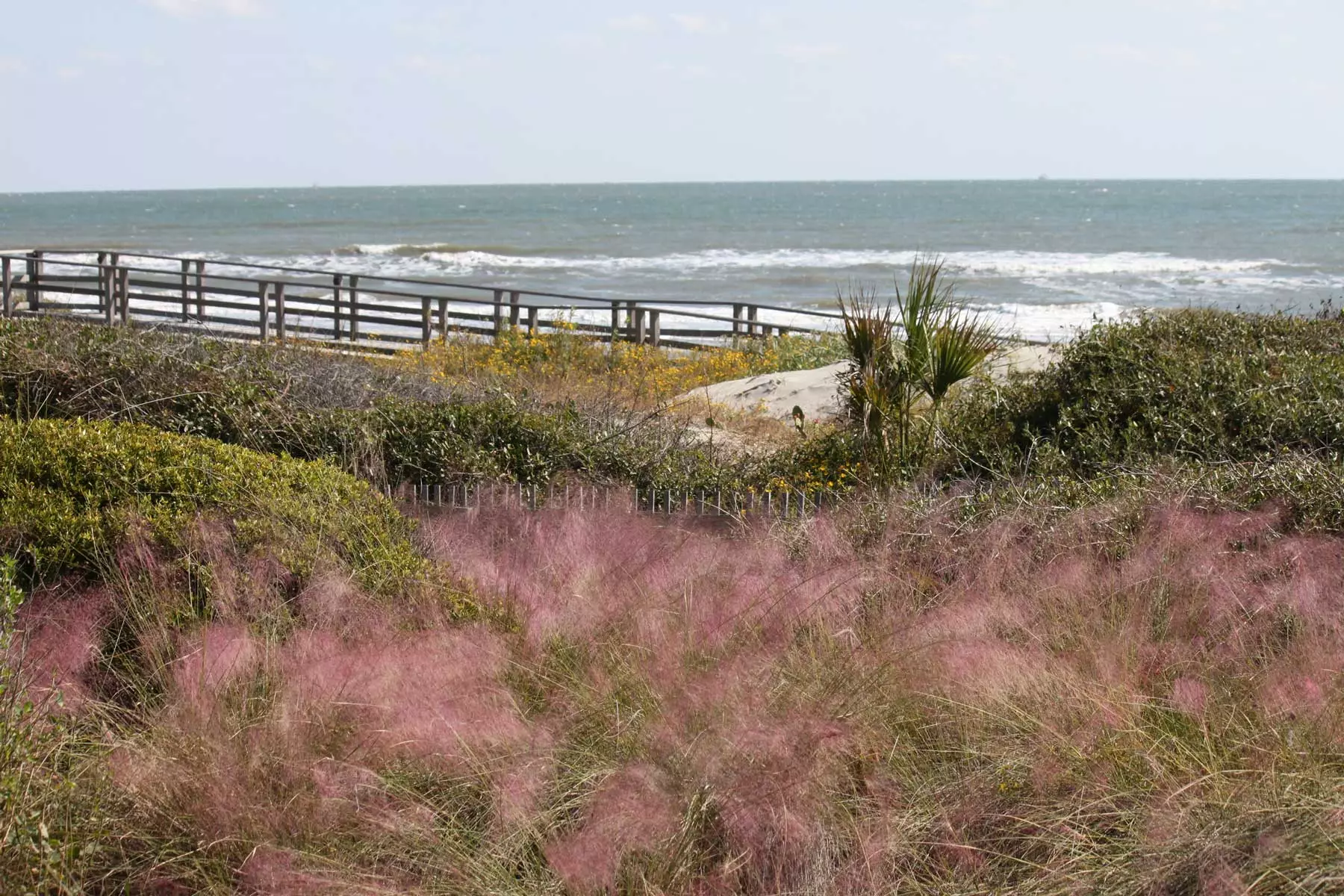 Kiawah Island, South Carolina udsigt gennem det lyserøde havgræs og strandpromenaden til havet.
