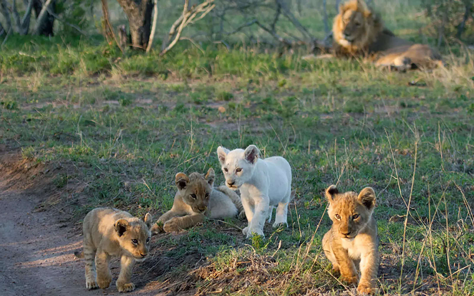 Këlysh luani i bardhë