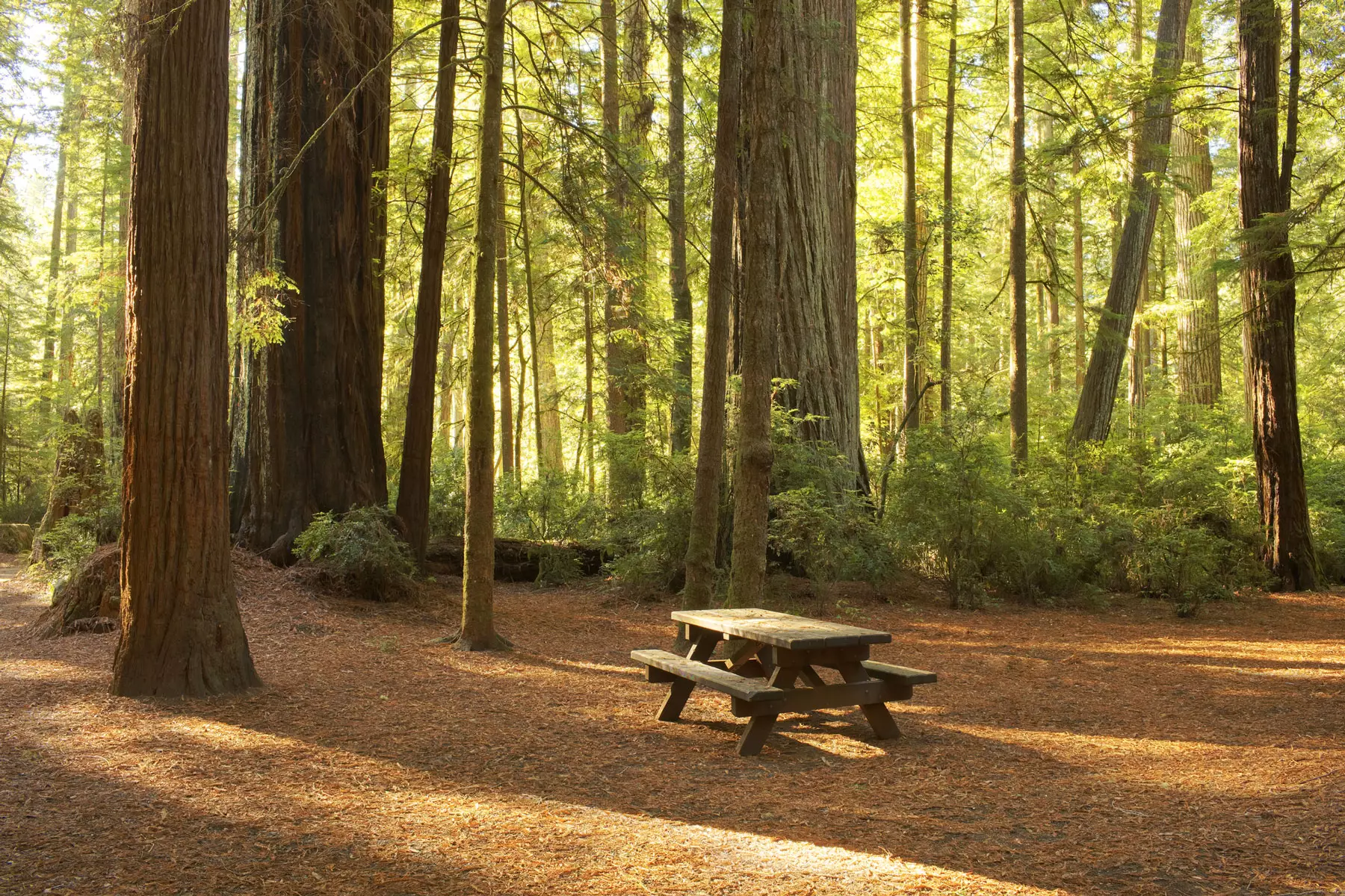 Tábla Picnic i Campground, Páirc Náisiúnta Redwood