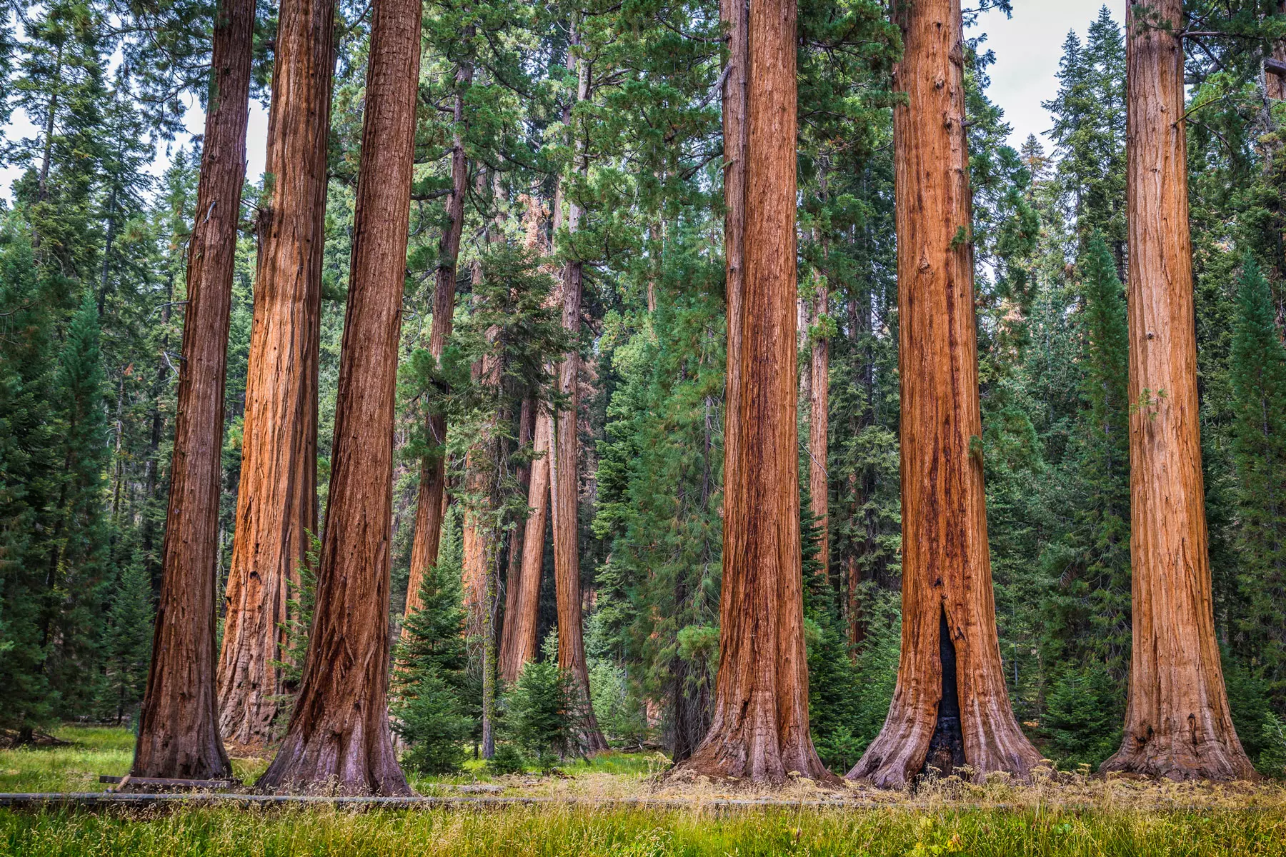 Crainn ollmhór sequoia i bPáirc Náisiúnta Sequoia, California