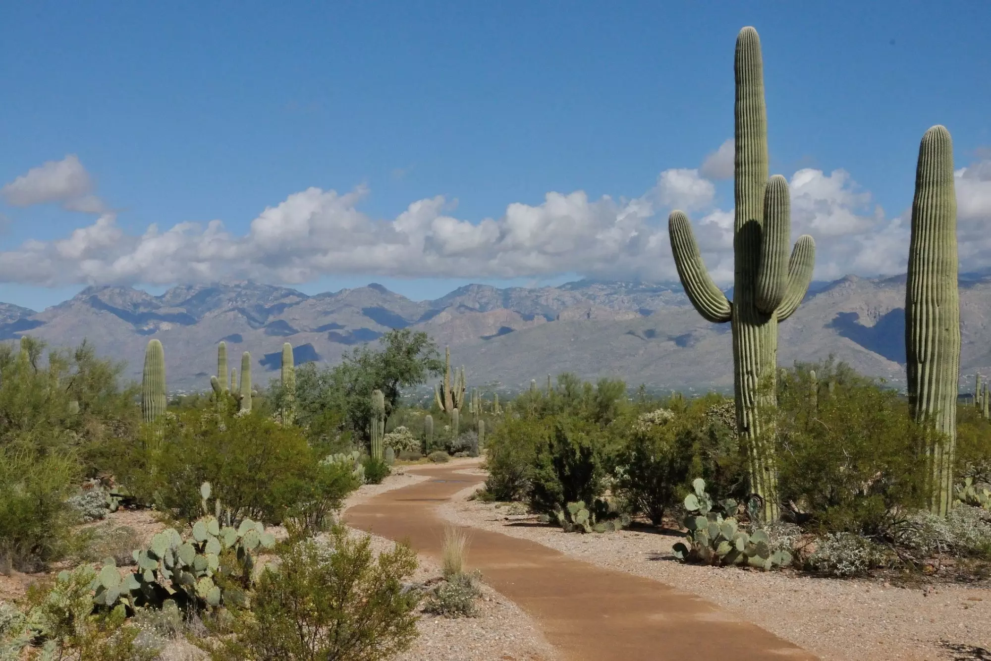 Spevnený chodník v národnom parku Saguaro