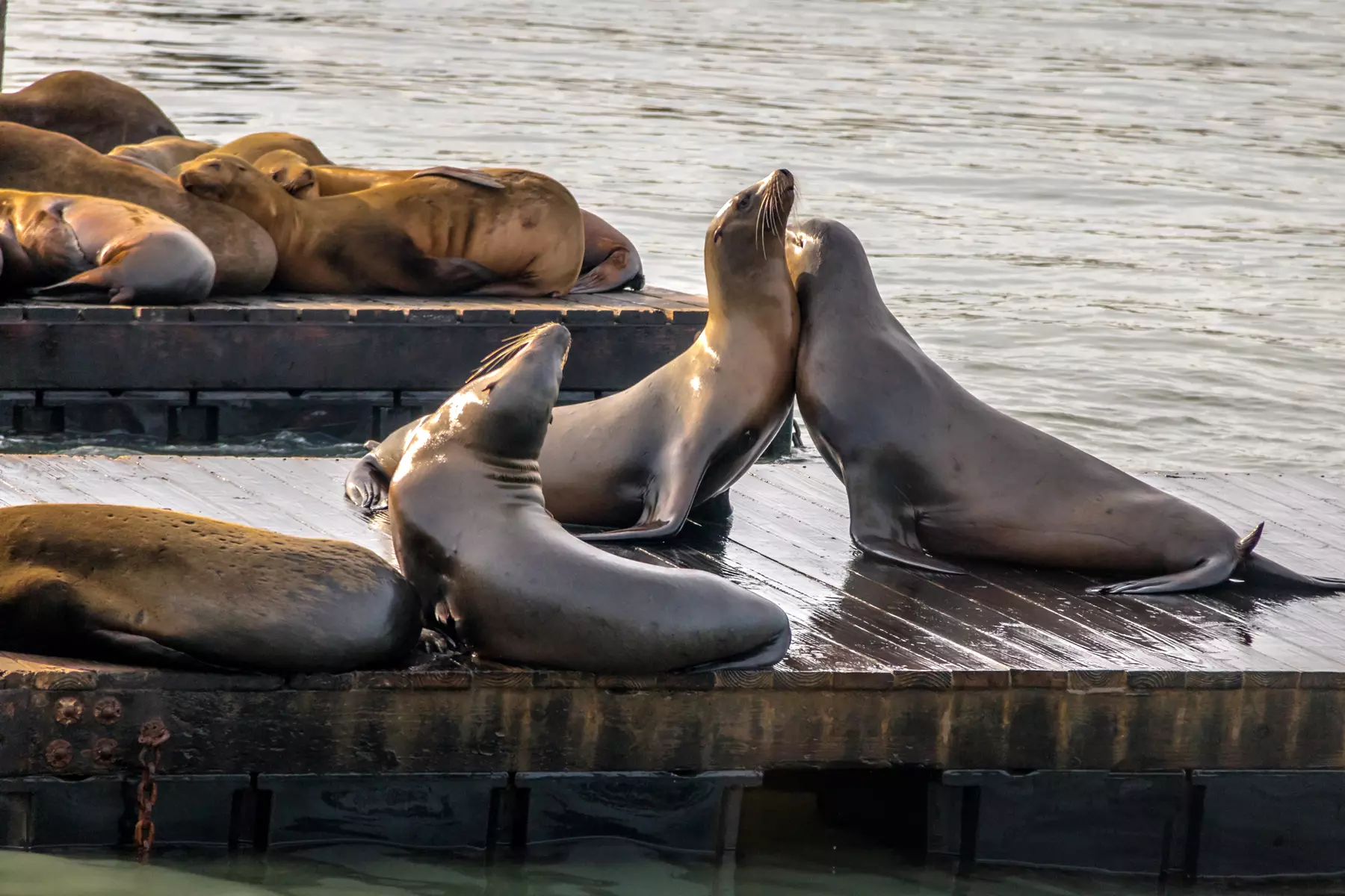 I leoni marini del molo 39 al Fishermans Wharf - San Francisco, California, USA