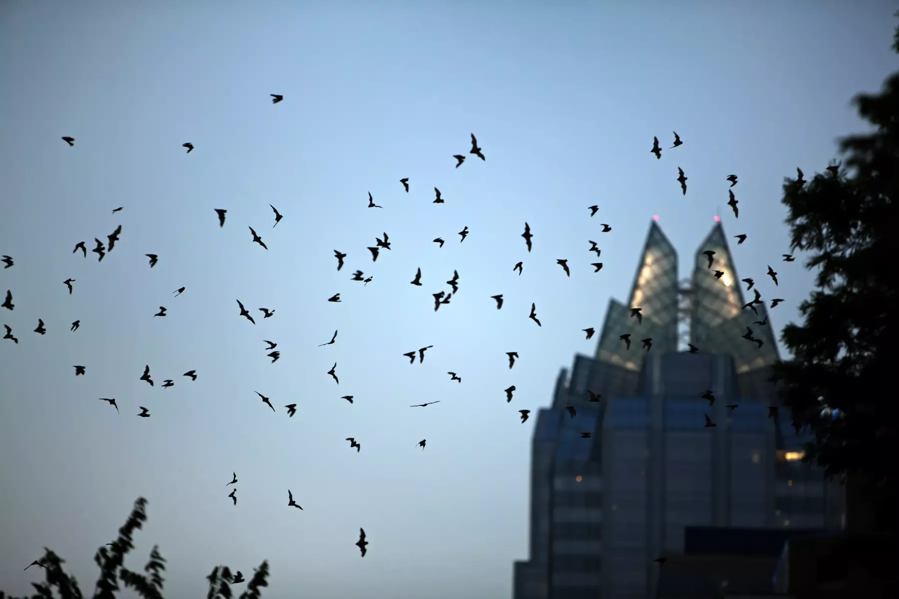 Flokk flaggermus som flyr i sentrum av Austin, Texas