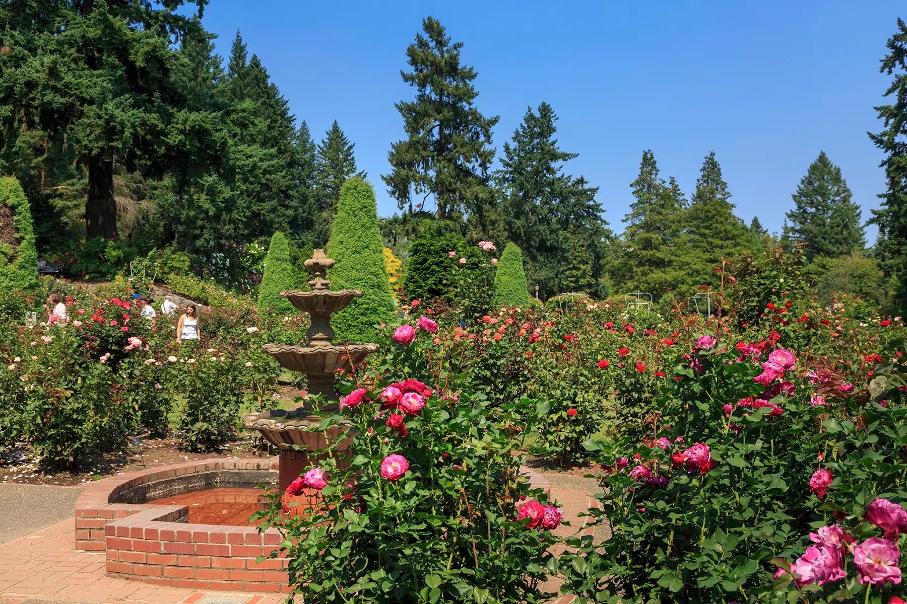 De International Rose Test Garden in Portland, Oregon