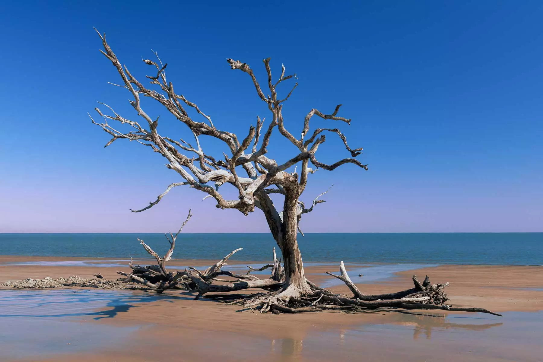 Traeth Driftwood ar Ynys Jekyll