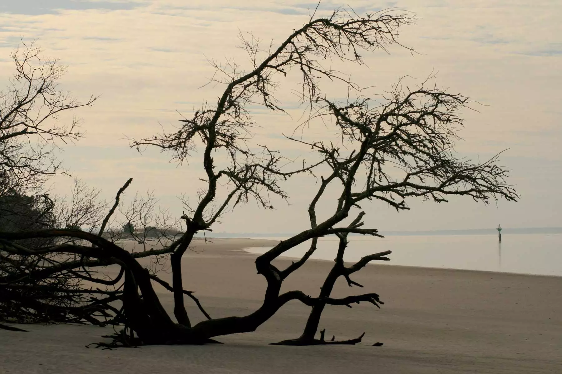 Driftwood Bam am Süden Enn vun Jekyll Island op St.