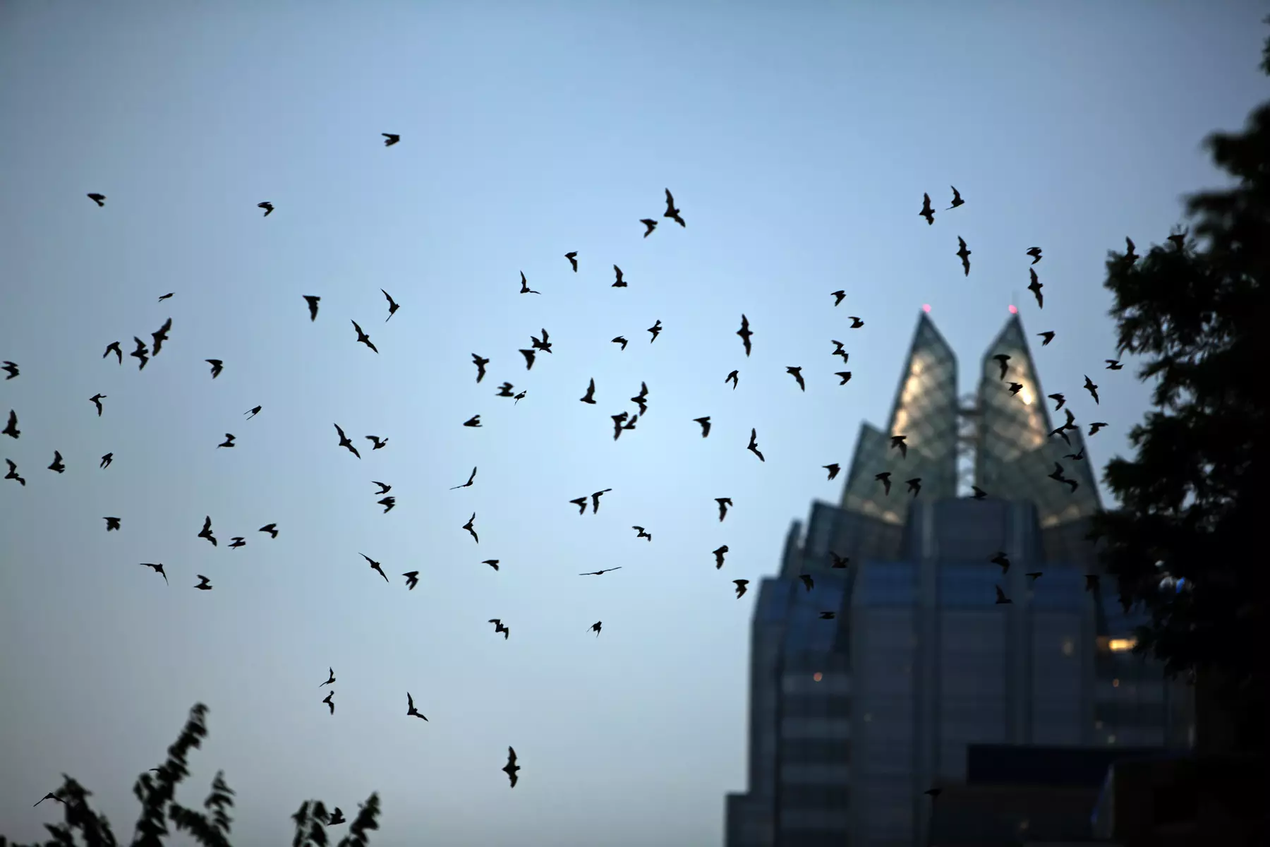 قطيع من الخفافيش تحلق في وسط مدينة أوستن ، تكساس