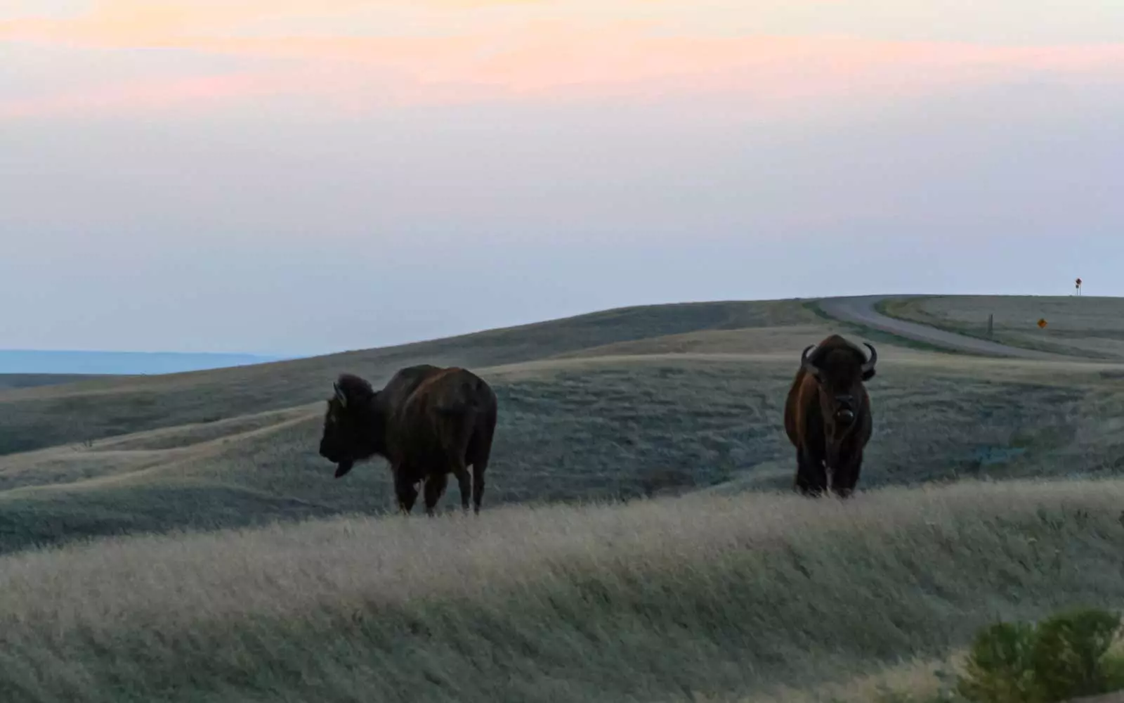 Bison ស៊ីស្មៅនៅលើវាលស្មៅនៃឧទ្យានជាតិ Badlands ក្នុងរដ្ឋ South Dakota ។