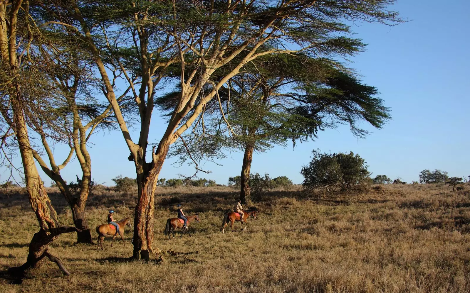 Elewana Lewa Safari lageri, Keniýa