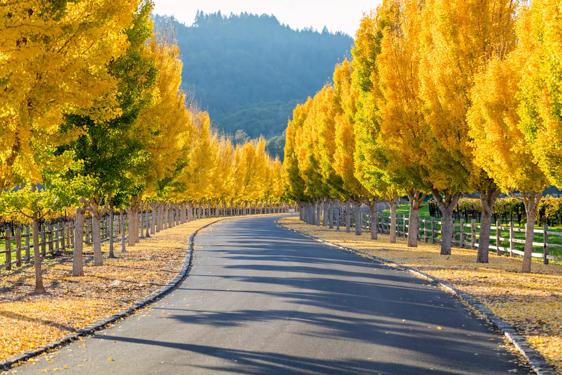 Pemë të verdha xhinko në korsinë rrugore në Napa Valley, Kaliforni