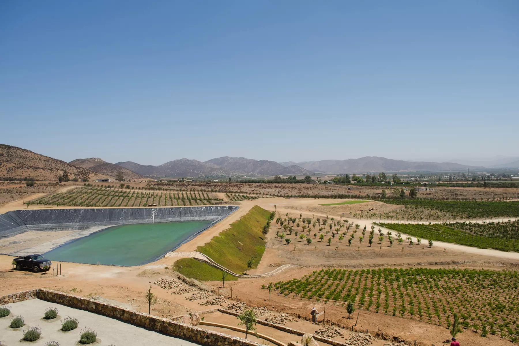 Pemandangan ladang anggur di Valle de Guadalupe