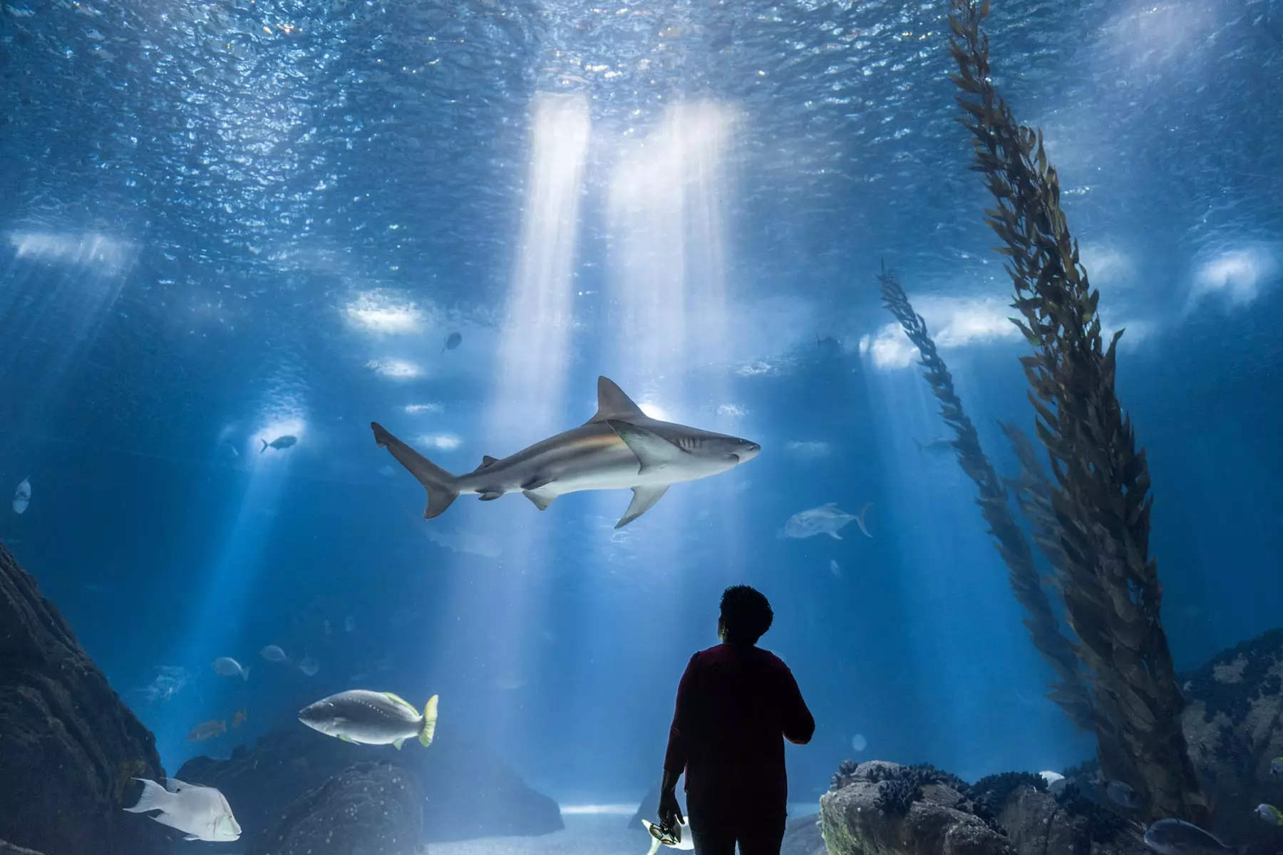 Külaline Oceanário de Lisboa akvaariumi paagis