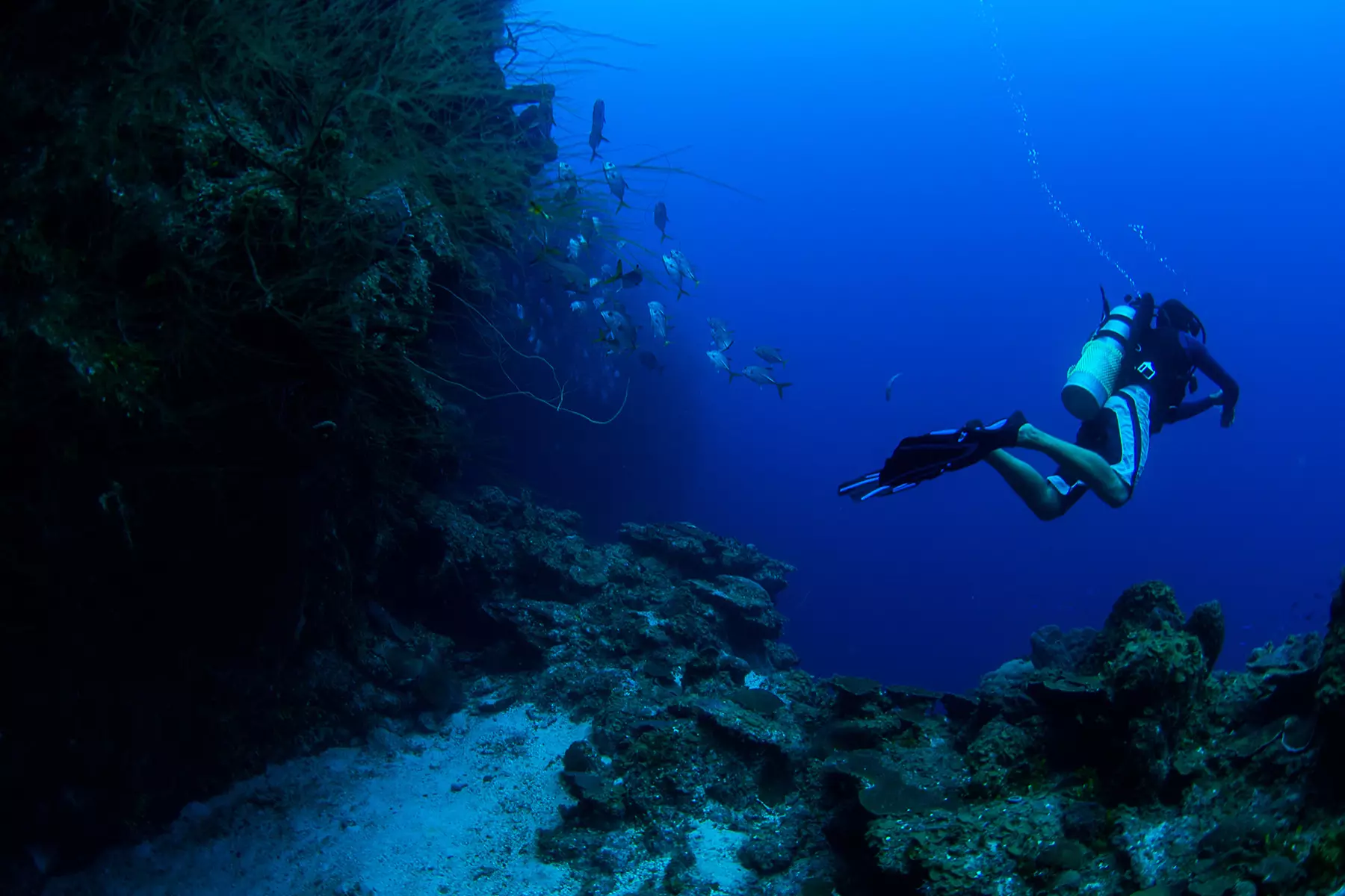 Diver at Northwest Point Wall of Providenciales, TCI