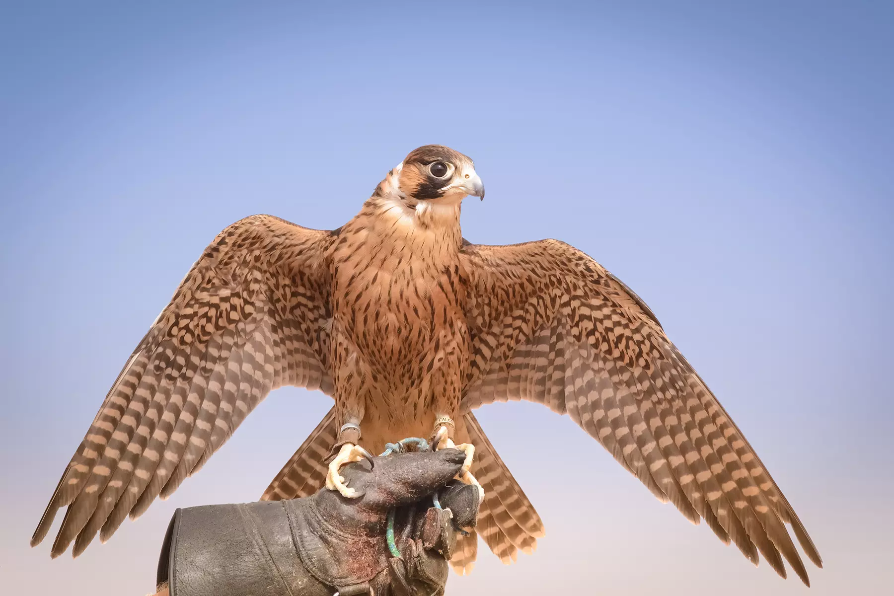 Imwe muri laucheti ya peregrine yakundaga guhiga inkware hamwe n’izindi nyoni ziba mu butayu mu giturage cya bedouin mu gasozi ko kubungabunga ubutayu bwa Dubai muri Leta zunze ubumwe z’Abarabu.