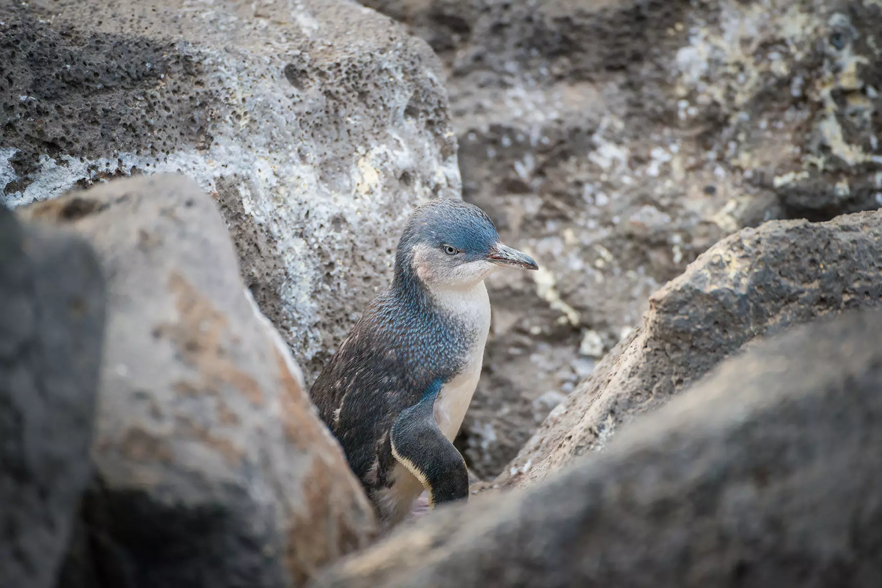 El pingüí de fades, el pingüí més petit del món, viu a la platja de St.Kilda, la fita emblemàtica del camp de Melbourne a Austràlia.