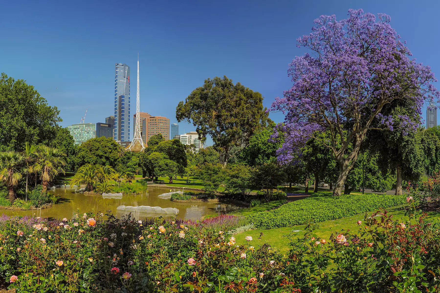 Jacaranda යනු රාජකීය උද්භිද උද්‍යානයේ ඇති Bignoniaceae පවුලේ ශාක වර්ගයකි.