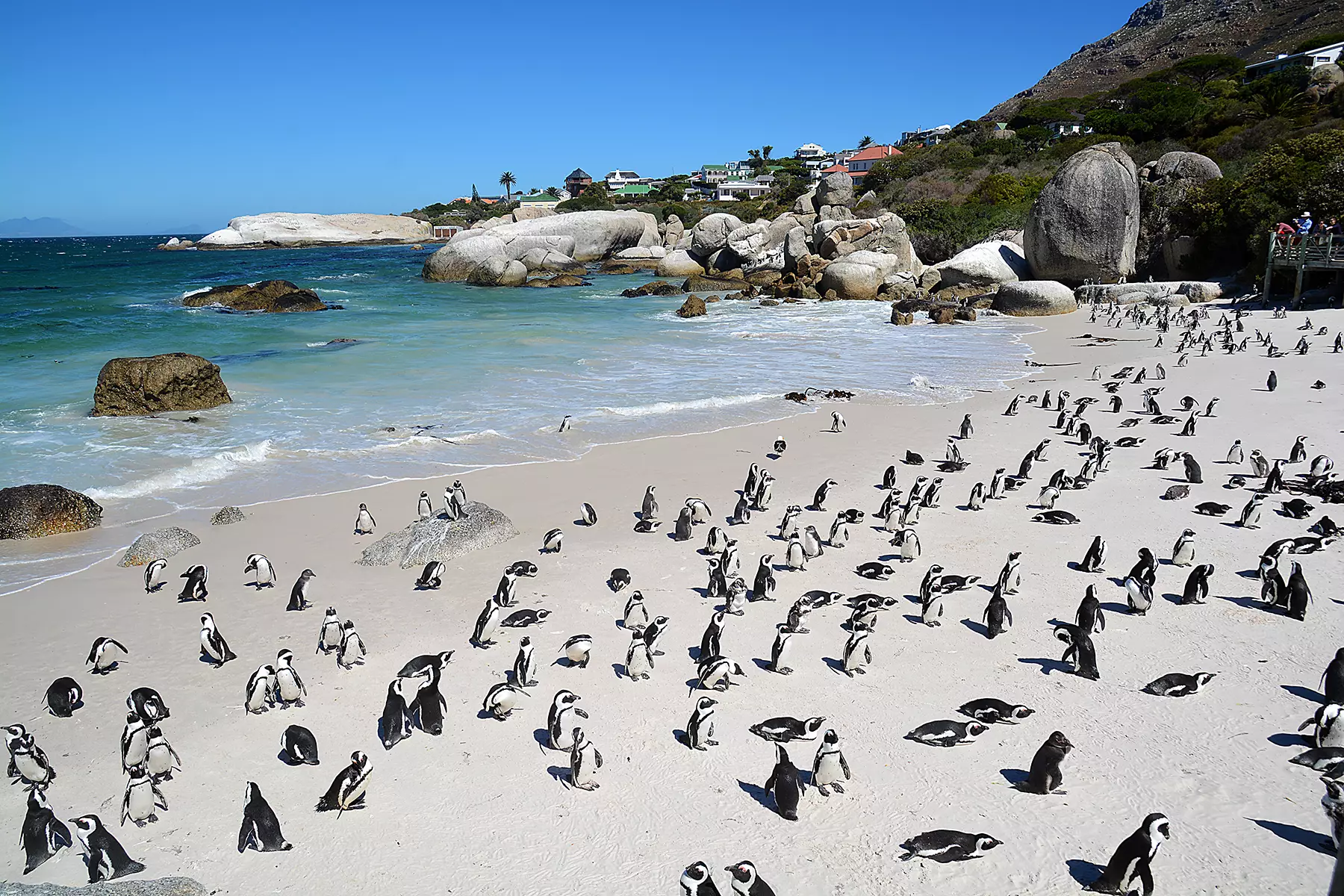 Penguins Boulders beach Afrika yepfo