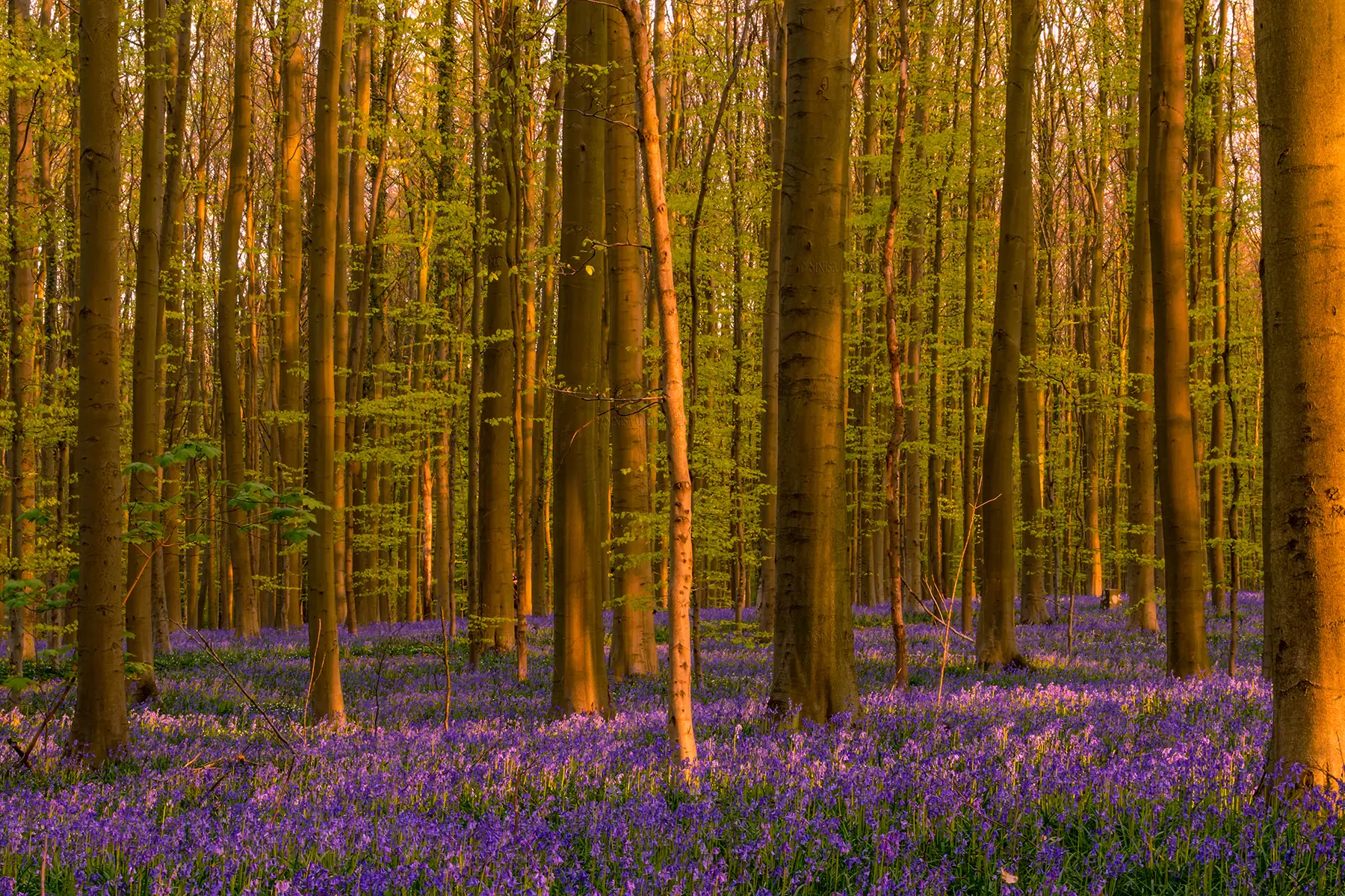 Pemandangan tumbuhan berbunga di hutan, Halle, Vlaanderen, Belgium