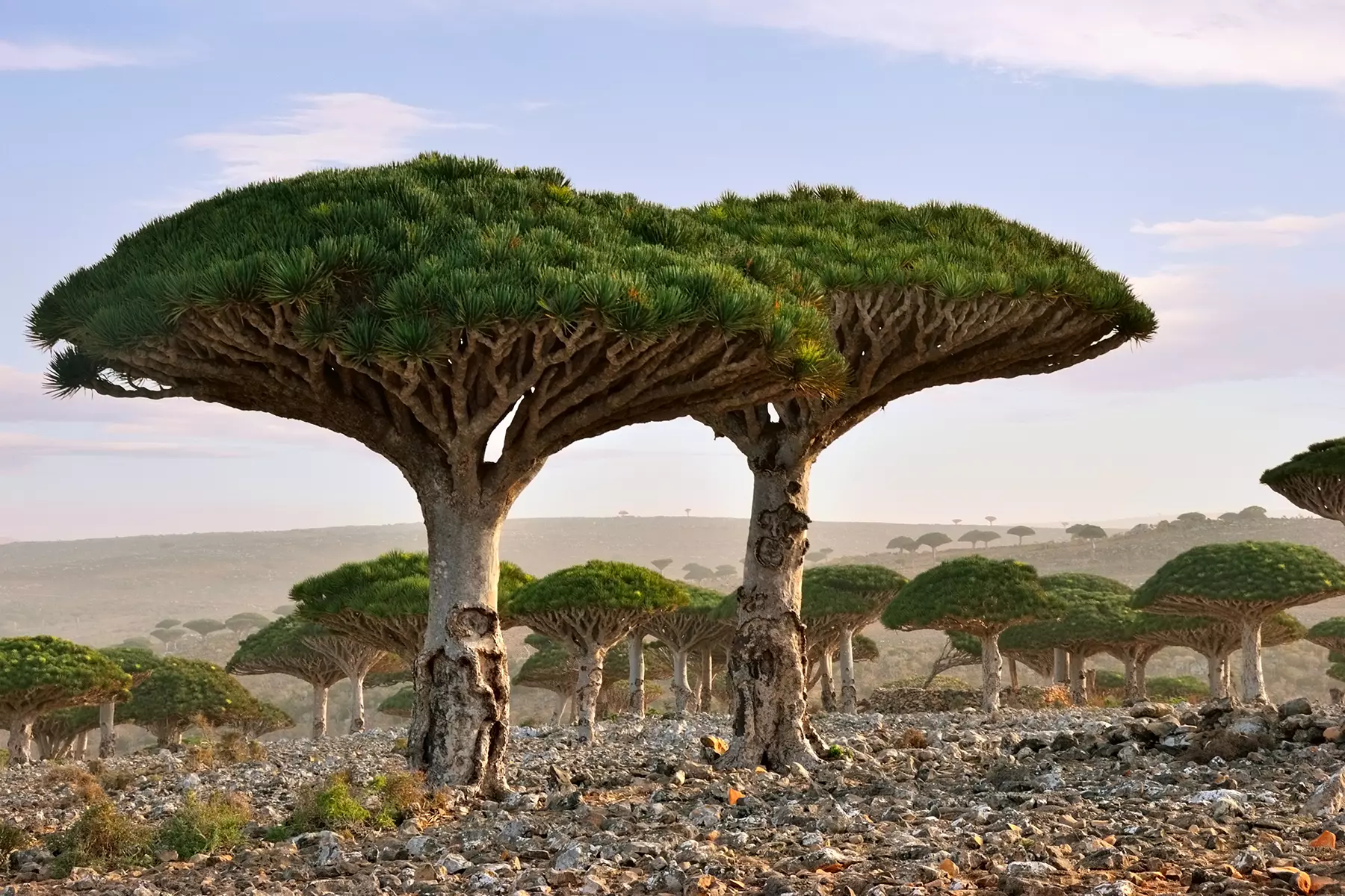 Sokotra orolidagi endemik o'simlik Dragon Blood Tree