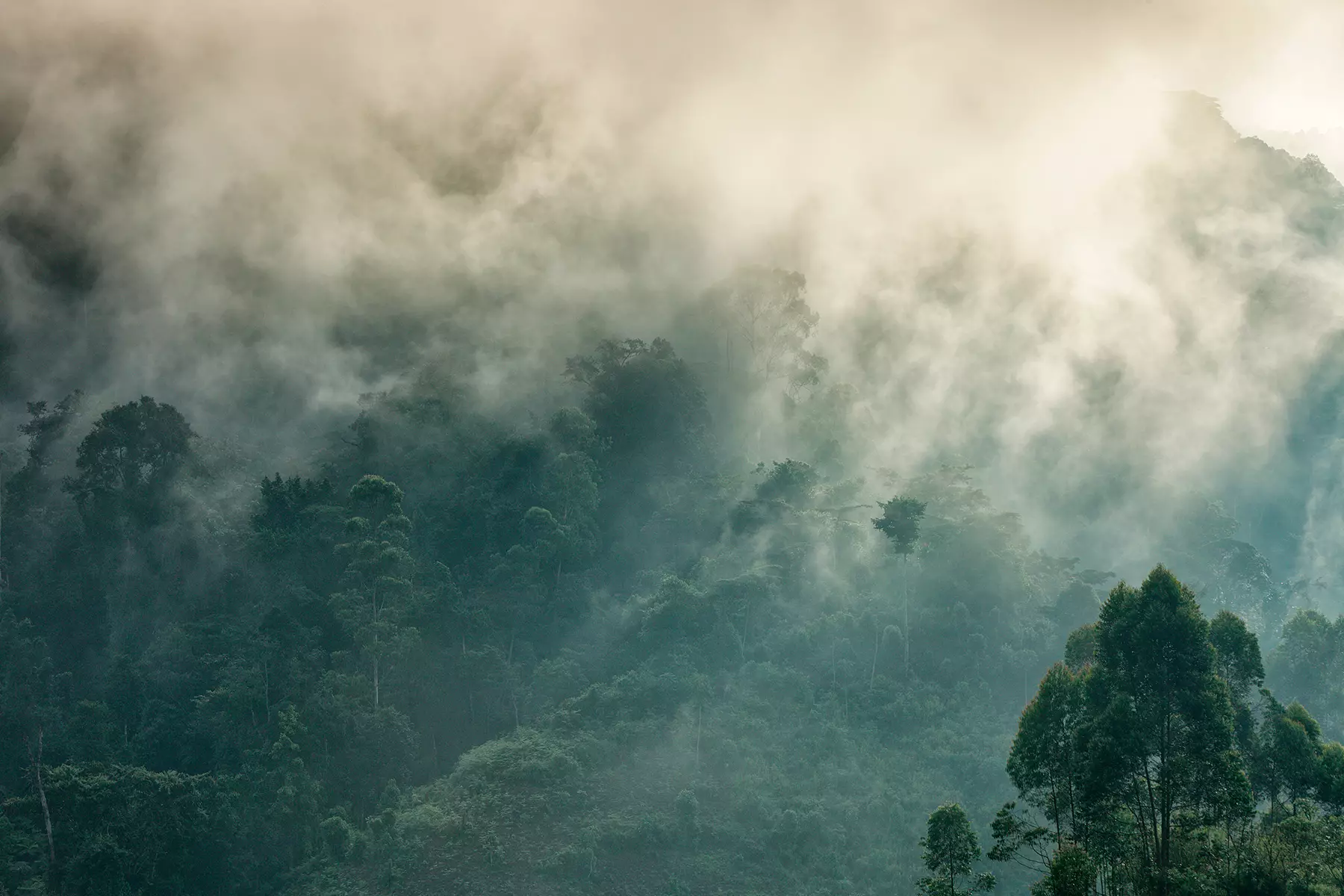 អ៊ូហ្គង់ដា ឧទ្យានជាតិ Bwindi Impenetrable ព្រៃឈើ Bwindi Impenetrable