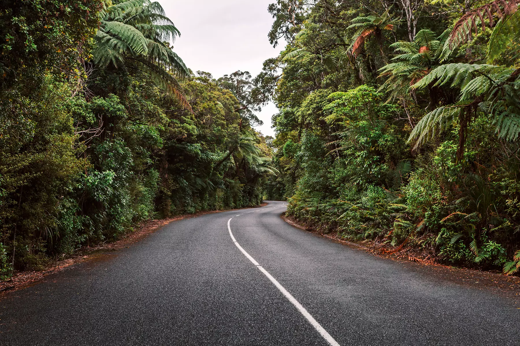 New Zealand, Pulau Utara, Northland, Jalan melalui Hutan Waipoua