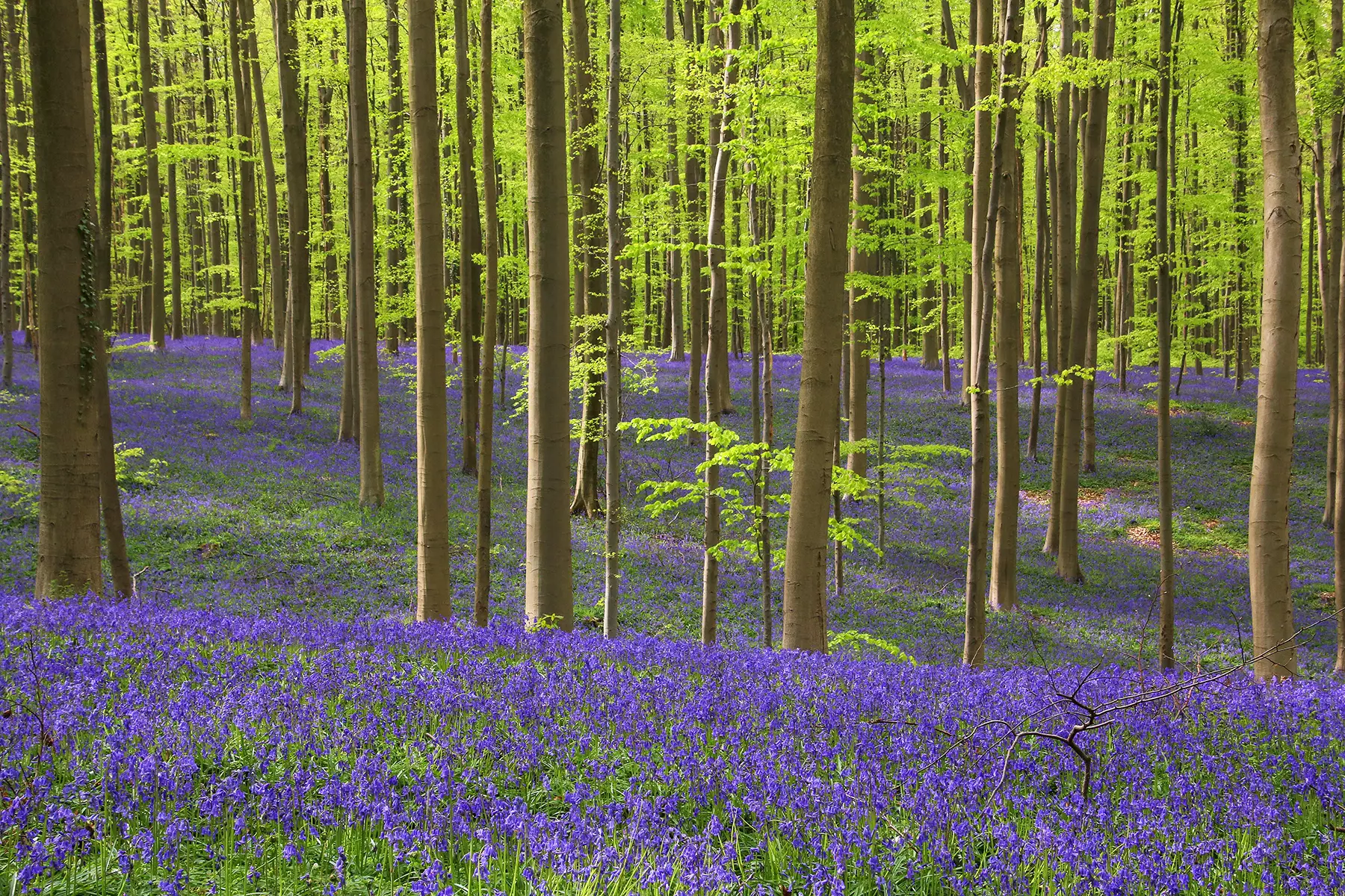 Hutan Halle (Hallerbos) dengan bunga loceng biru, Halle, Belgium