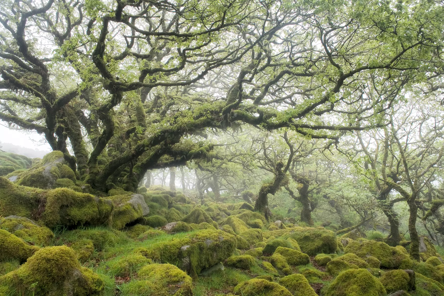 Изглед към мистичния и зловещ вид Wistmans Wood, праисторическа гора, пълна с миниатюрни дъбови дървета в Дартмур, Девън.