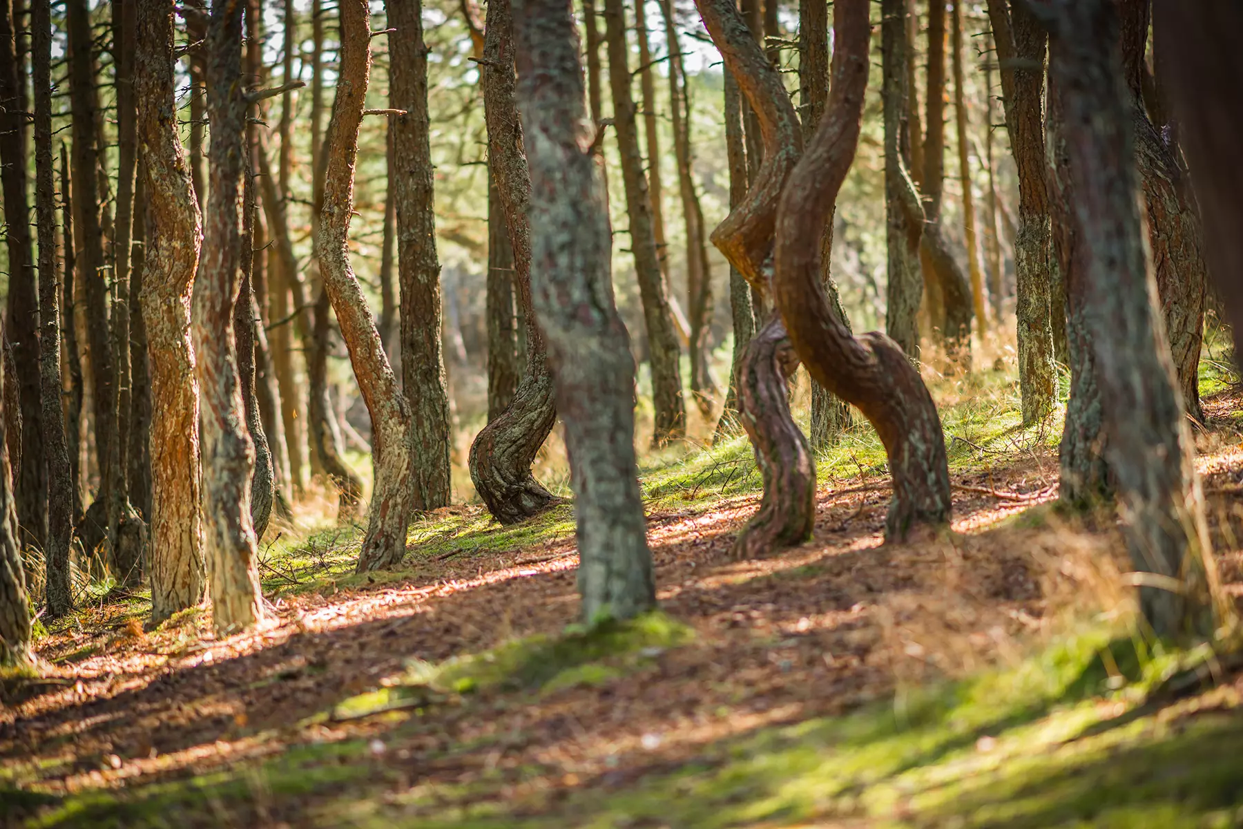 Hutan menari di Curonian spit di wilayah Kaliningrad di Rusia