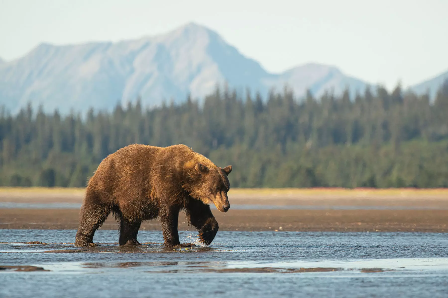 Ursul brun din Alaska mergând prin apă