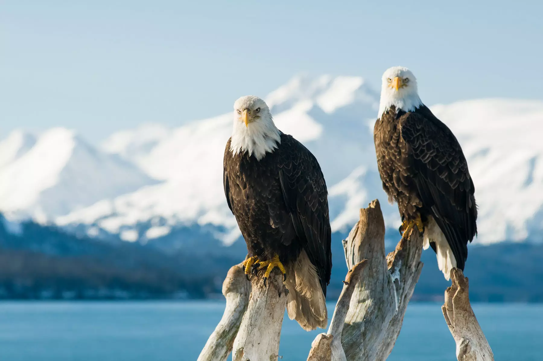 dua ekor helang duduk di atas dahan di alaska