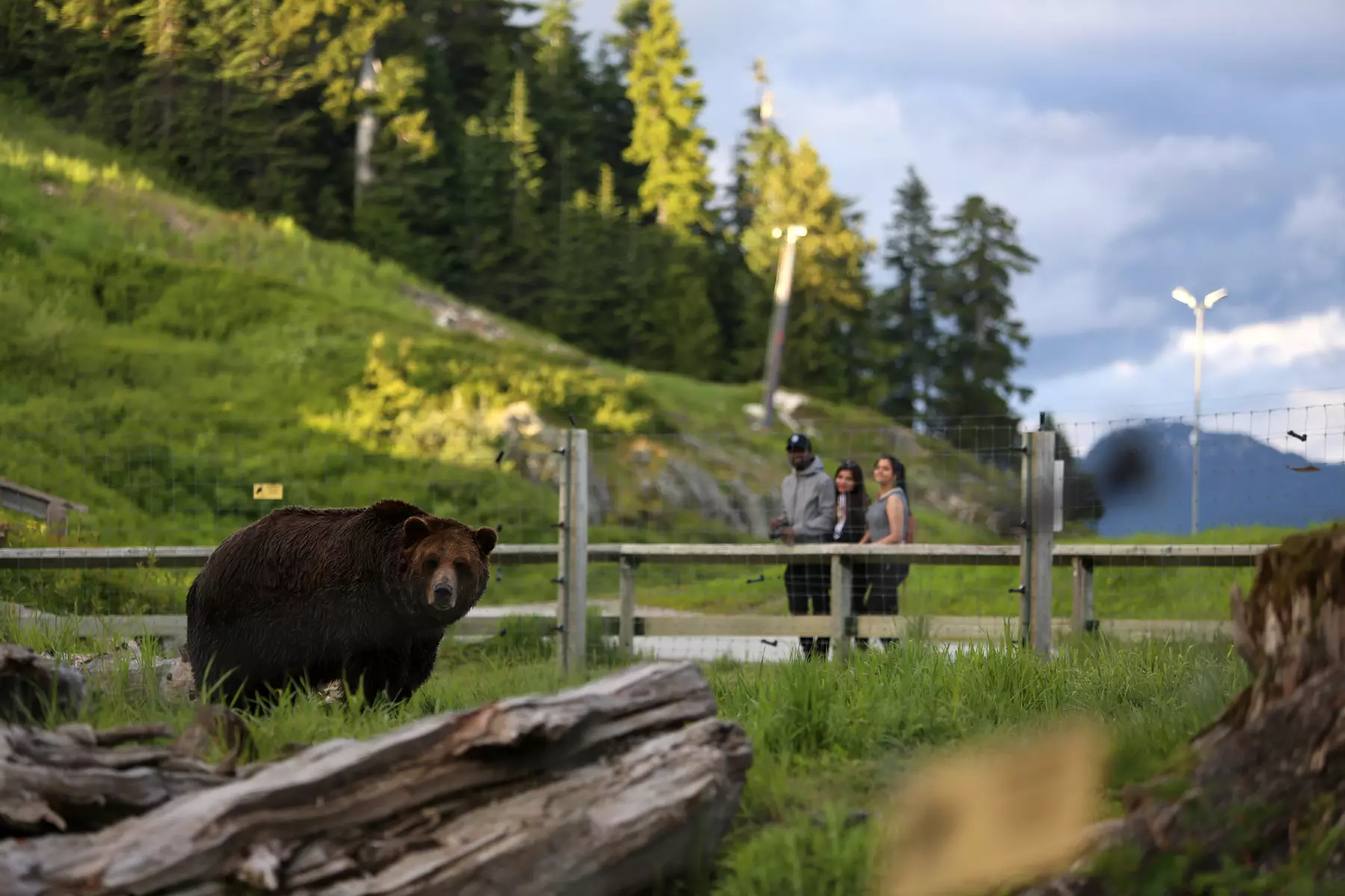 Grizzly ayıları, Grinder və Coola 12 iyun 2020-ci il tarixində Vankuver, Britaniya Kolumbiyası, Kanadadakı Grouse dağındakı yaşayış yerlərində görülür.