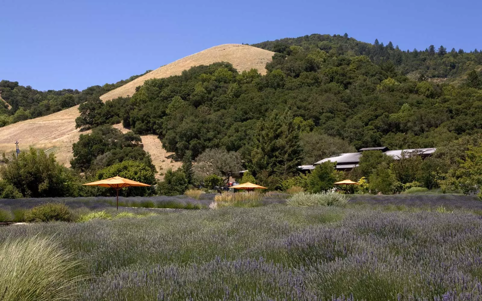 Ang lavender garden sa Matanzas Creek Winery ng Bennett Valley