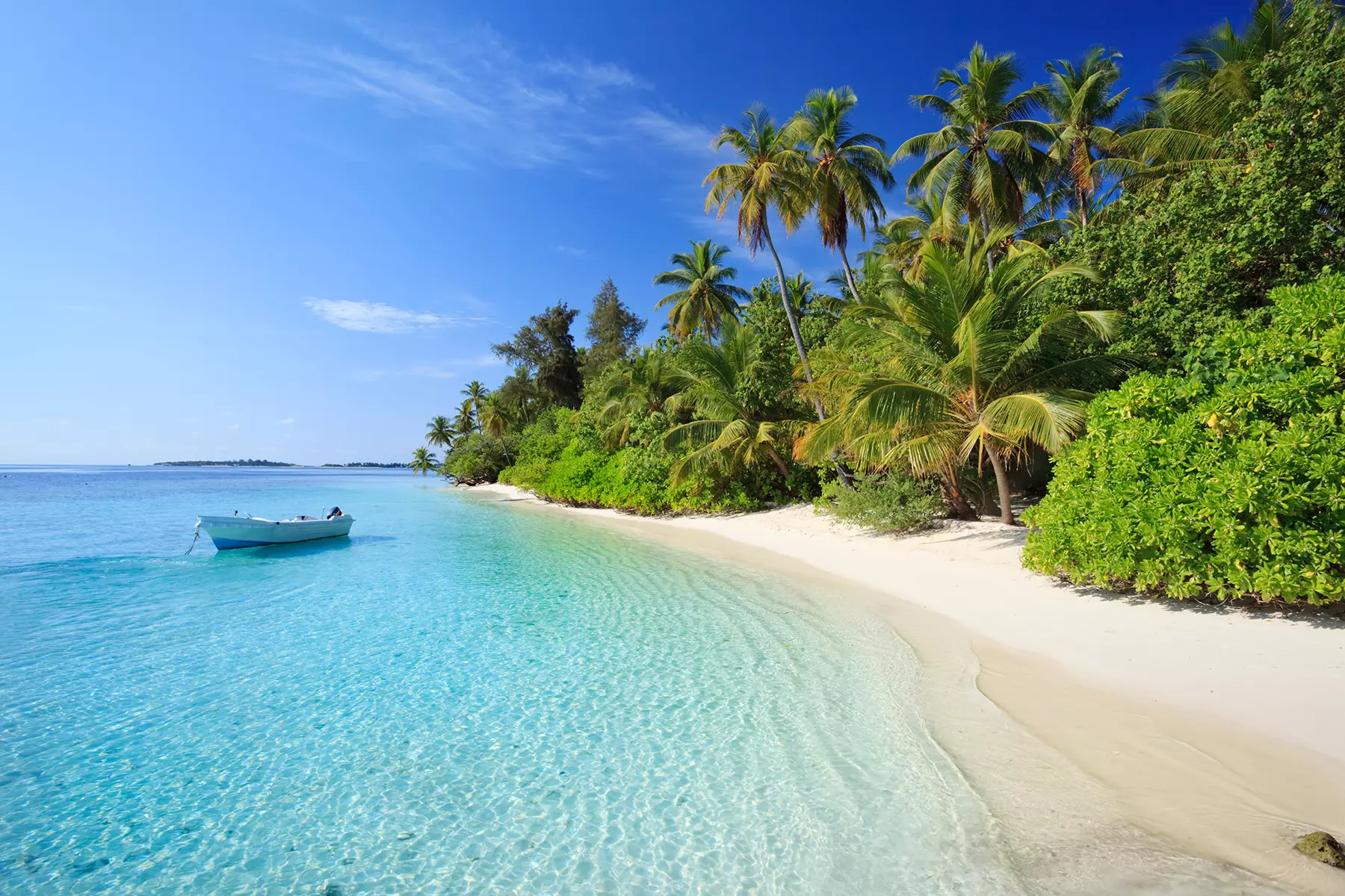 Okun Tropical pẹlu awọn ọpẹ agbon, ni kete lẹhin ti Ilaorun. Biyadhoo erekusu, Kaafu Atoll, Maldives, Okun India.