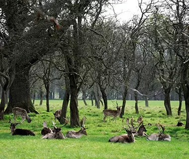 Phoenix Park, Dublino