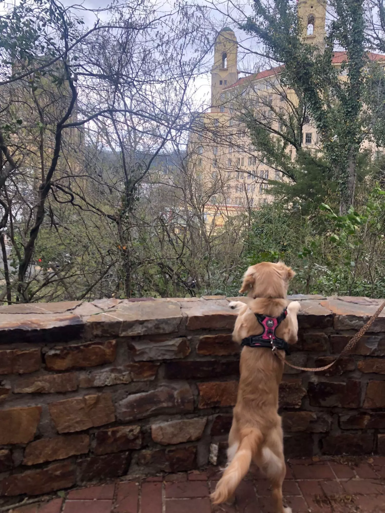 Hot Springs National Park Arkansas Arlington Hotel Hond frëndlech Déier frëndlech