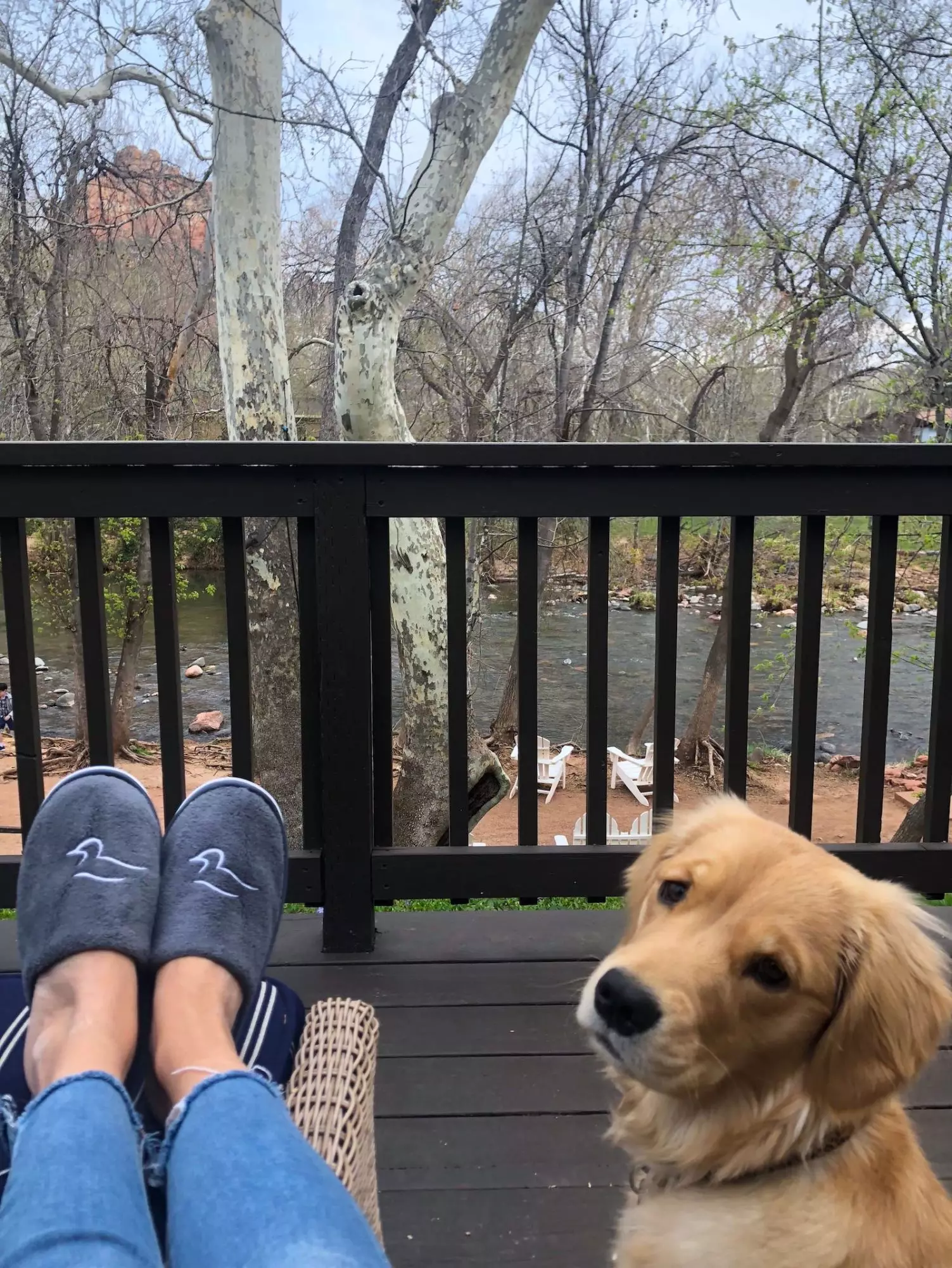 l'auberge de sedona arizona dog dostane hotel pet dostane