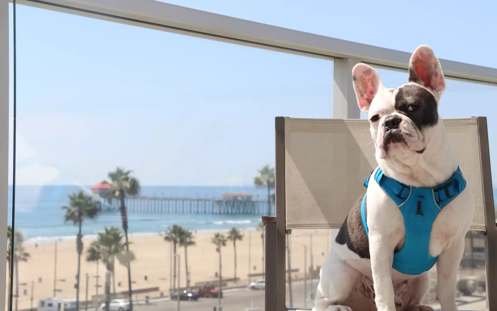 Dog-dost Pasea Hotel Huntington Beach, CA