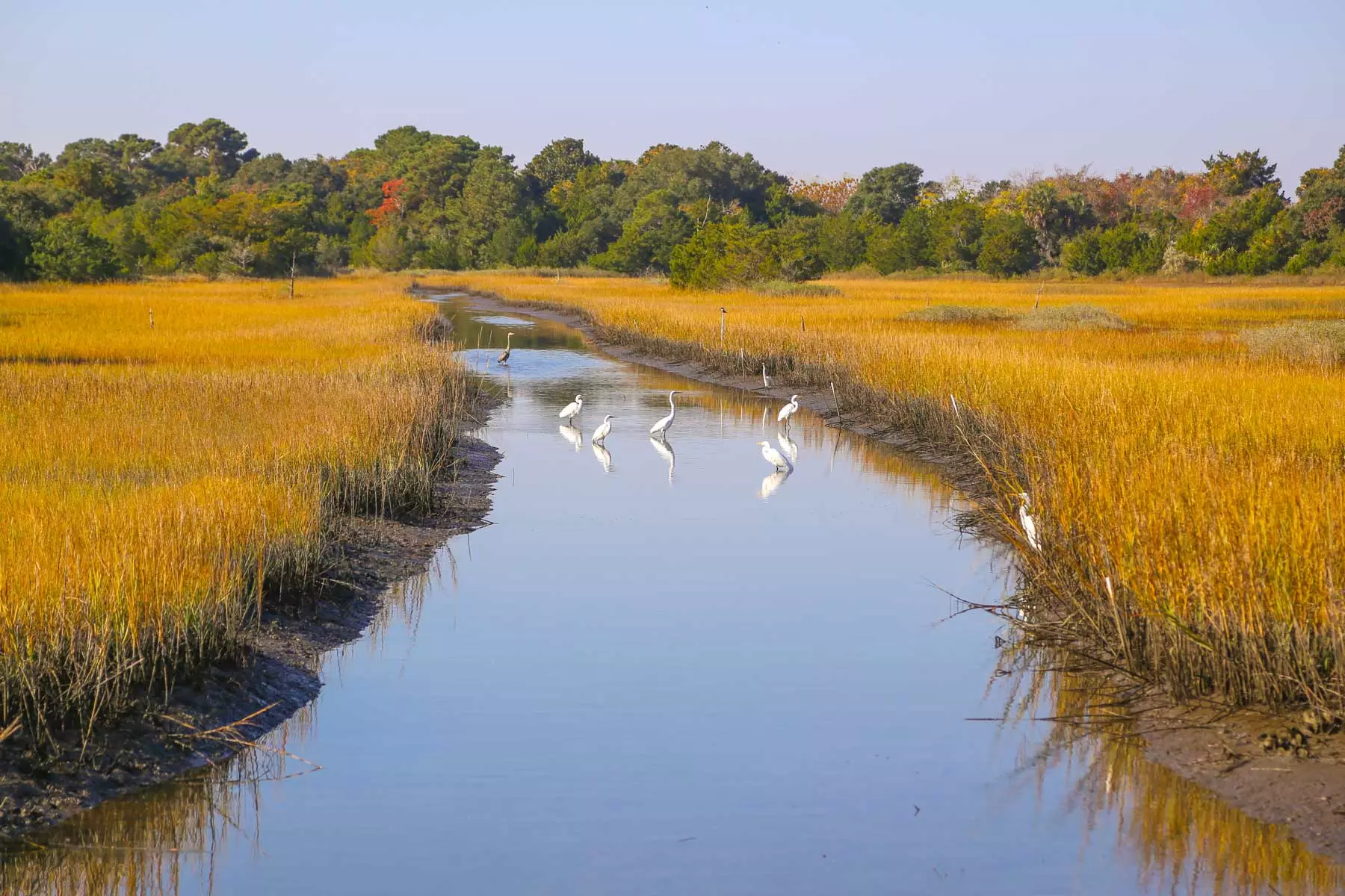 Kiawah uhartean, Hego Carolinako fauna