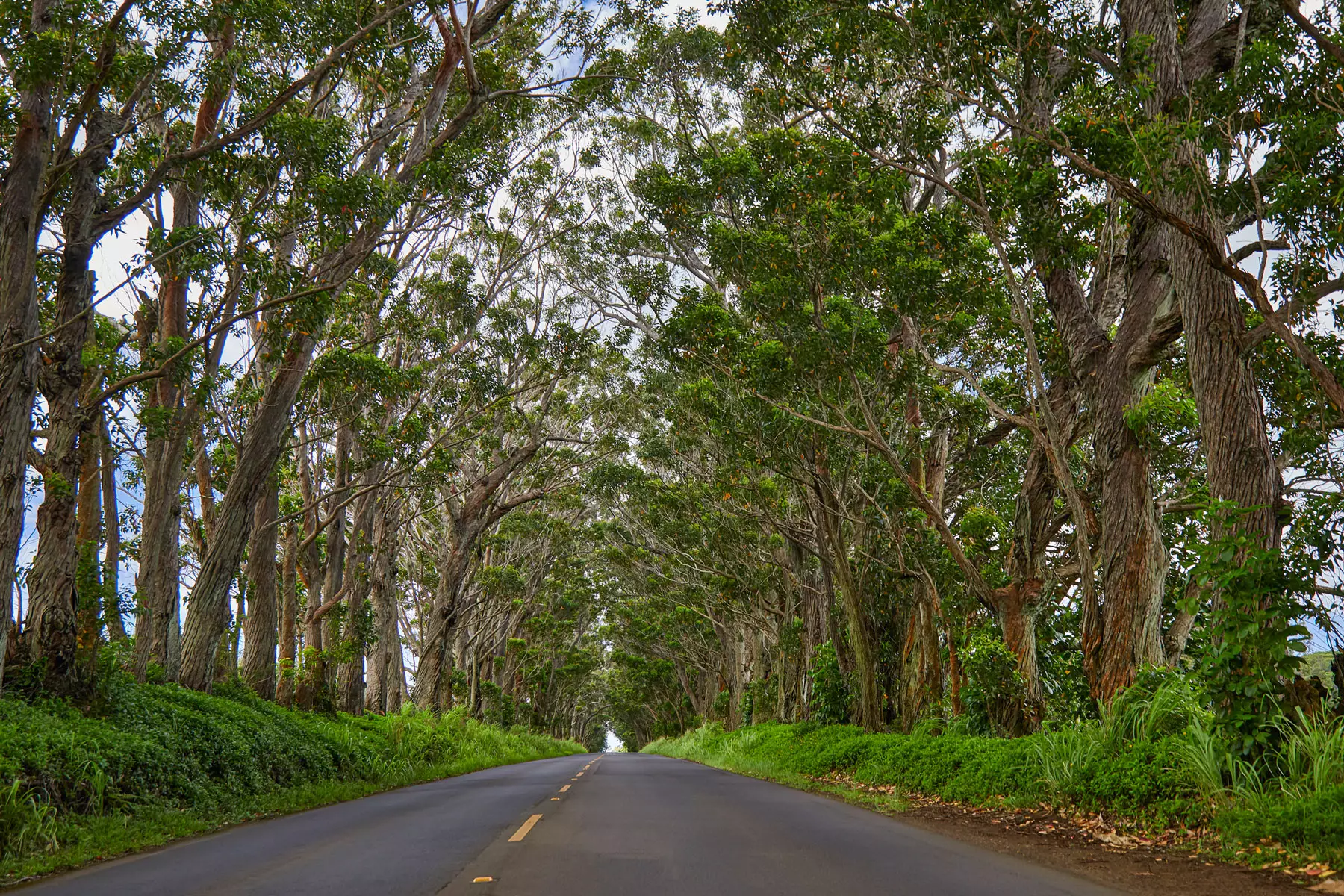 Eukalyptuspuutunneli Maluhia Roadilla kohti Old Koloan kaupunkia, Kauai, Havaiji