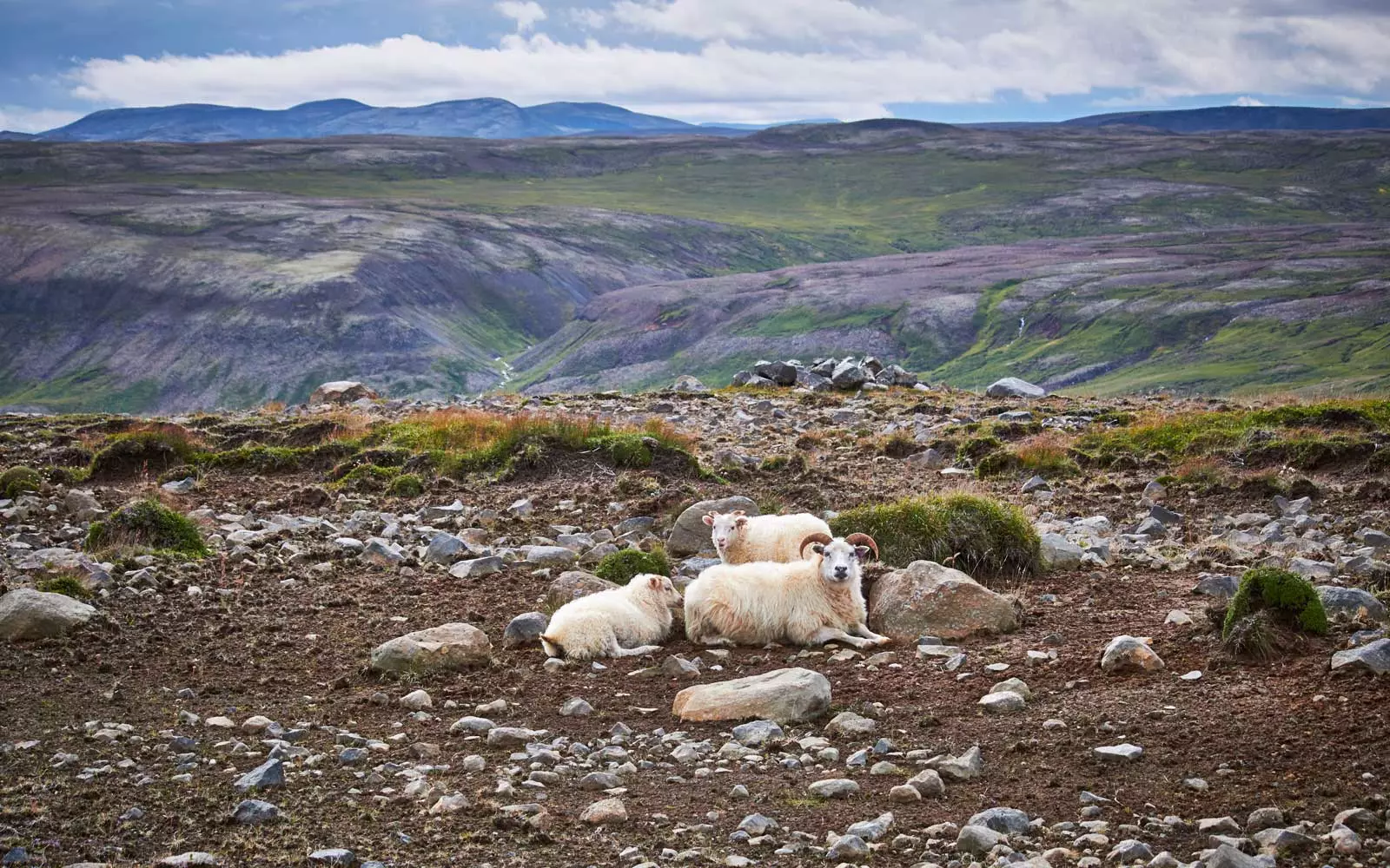 Mga tupa sa North Iceland