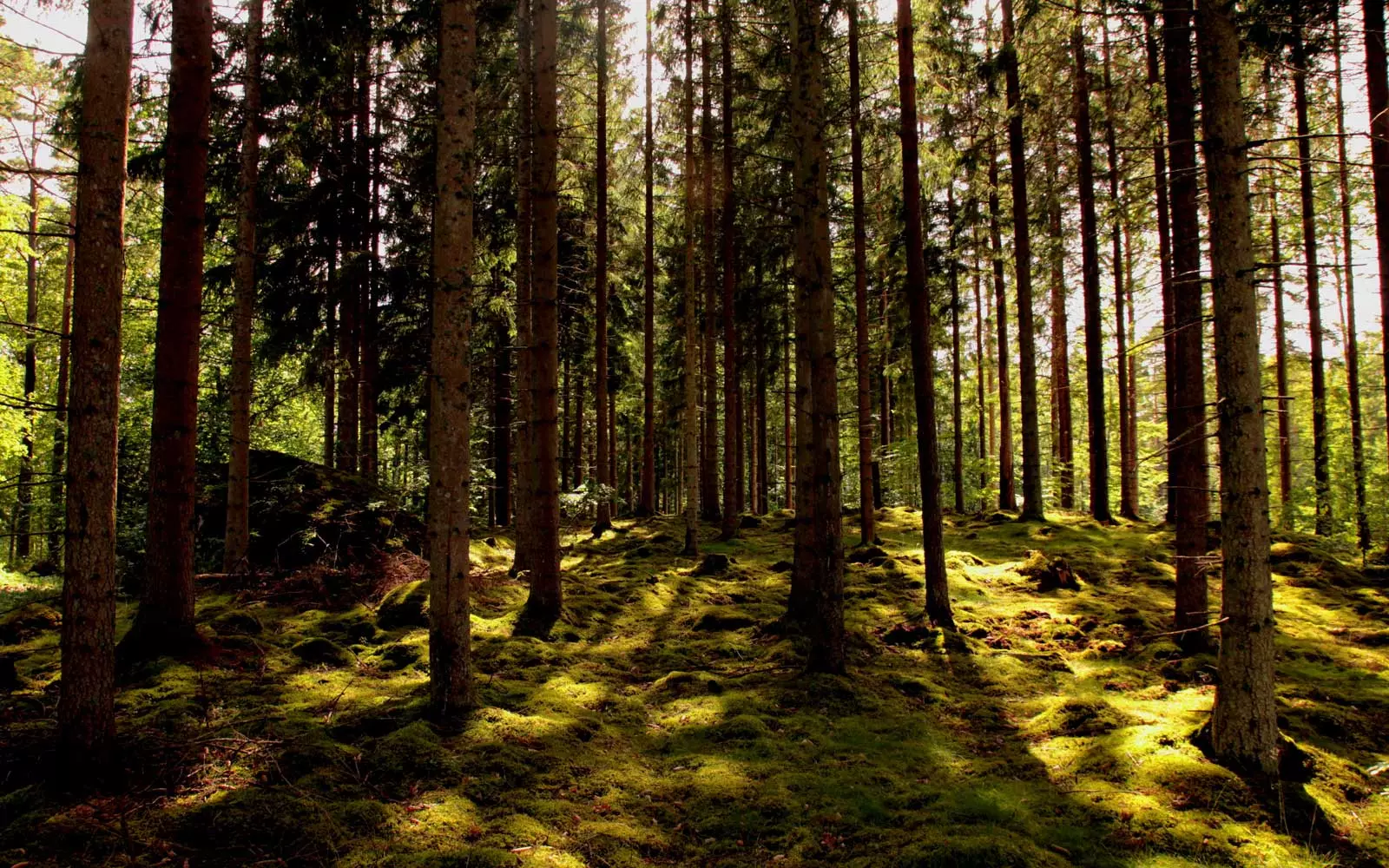 Mga kagubatan, Växjö Sweden