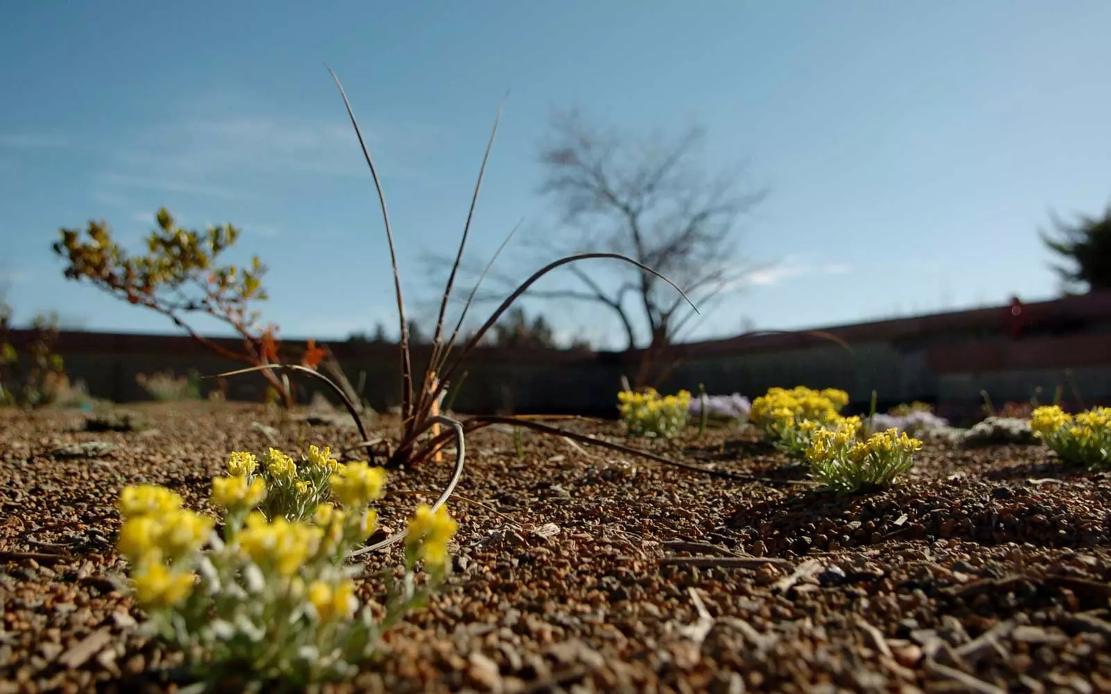 Ang eco roof project ng Denver Botanic Gardens