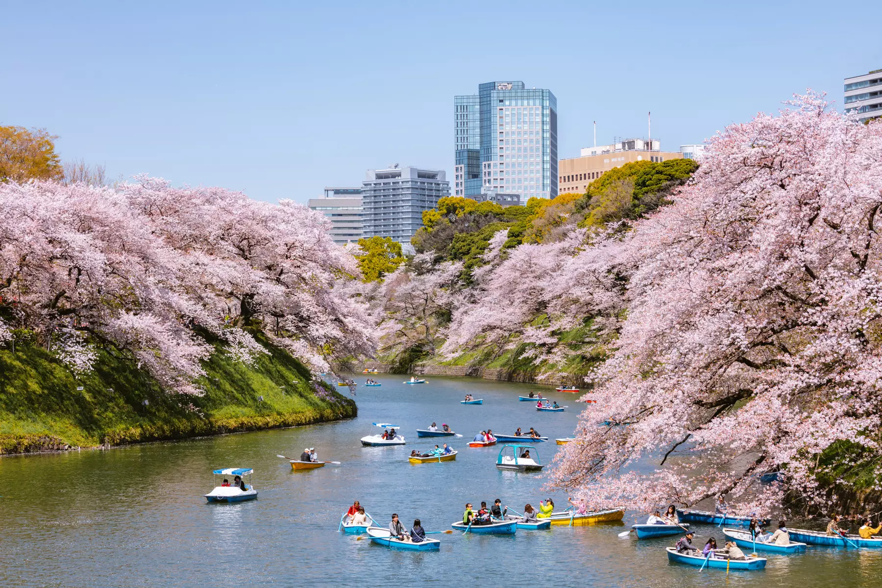 Springtime hauv Tokyo thaum lub caij cherry blossom