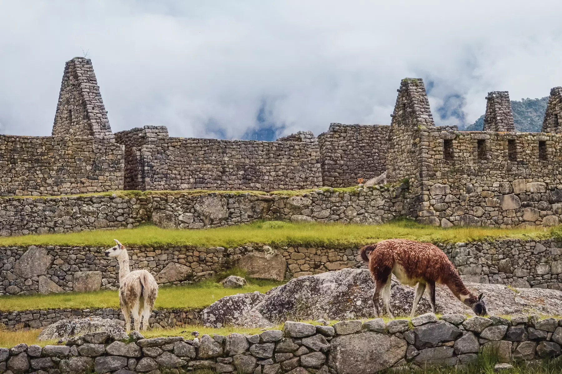 Llamasi ebyiri hagati yamatongo nububiko bwa kera bwa Machu Picchu. Umujyi wabuze kuva muri inca civilisation mu kibaya cyera cyintara ya Cusco. Peru, Amerika y'Epfo