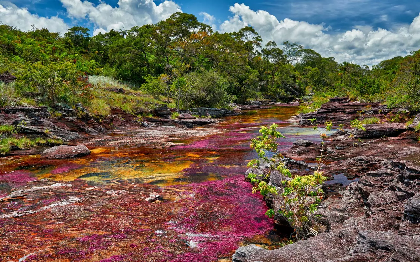 Suba ang Caño Cristales sa Kolombiya