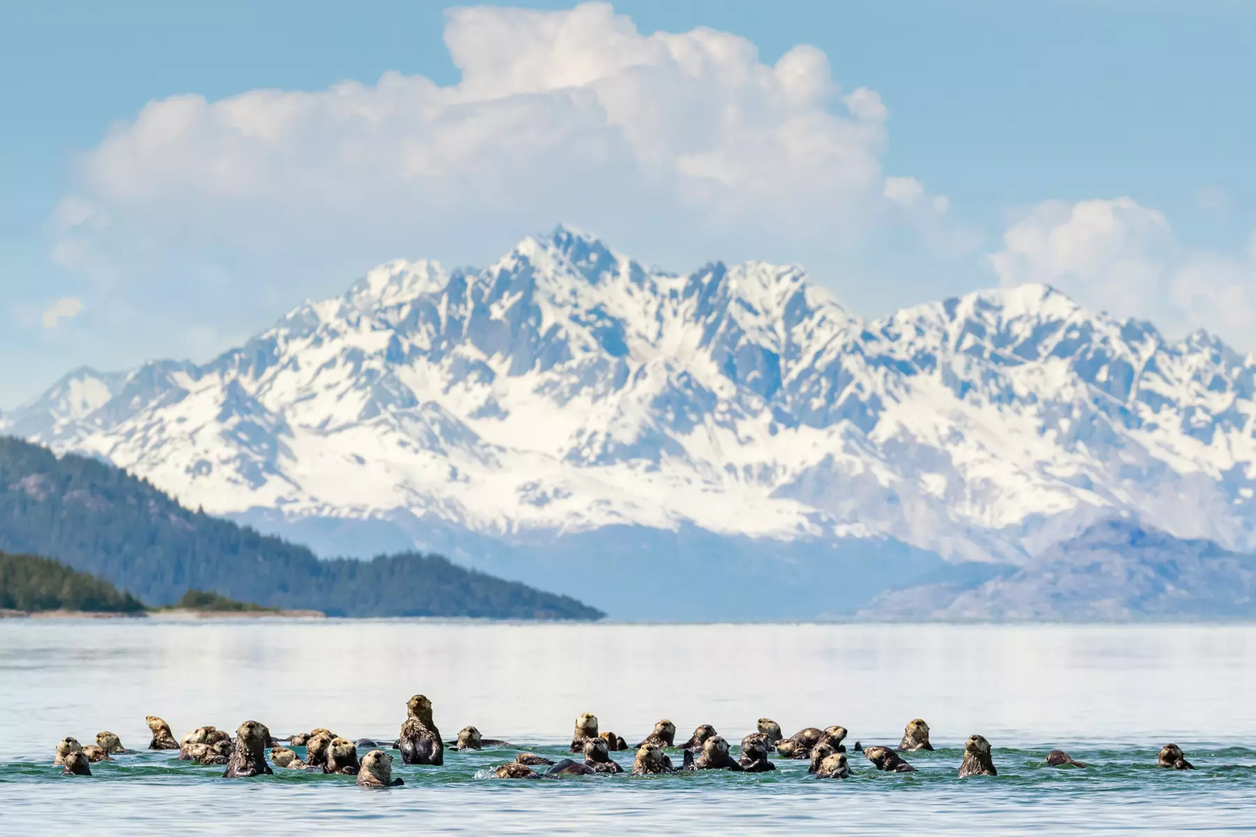 Usa ka Balsa sa mga Sea Otter Sa Tubig Duol sa Boulder Island, Glacier Bay National Park, Alaska