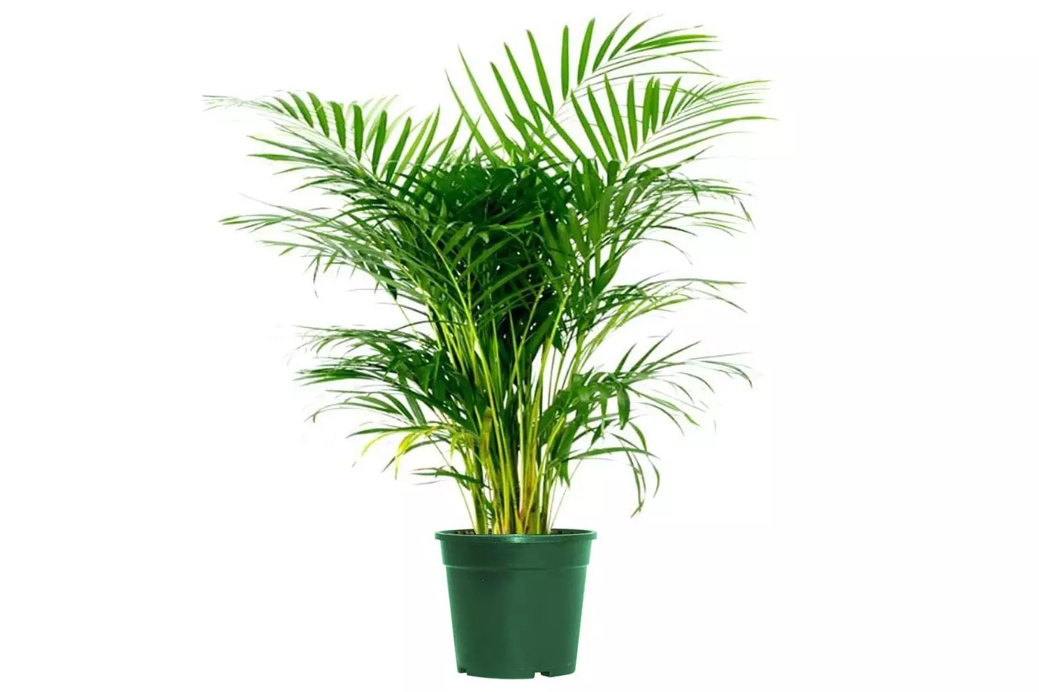 areca palm