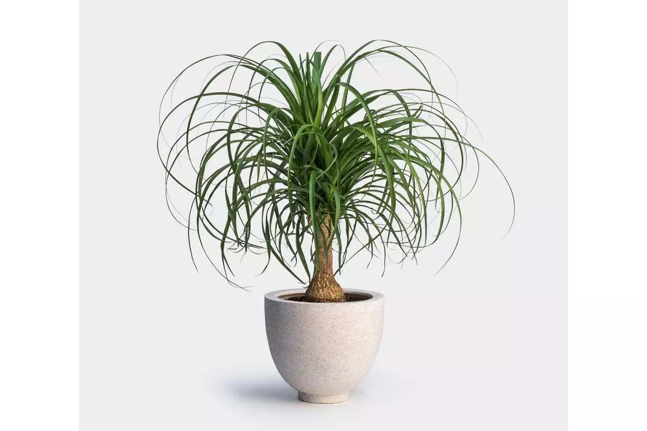 paardenstaart palm