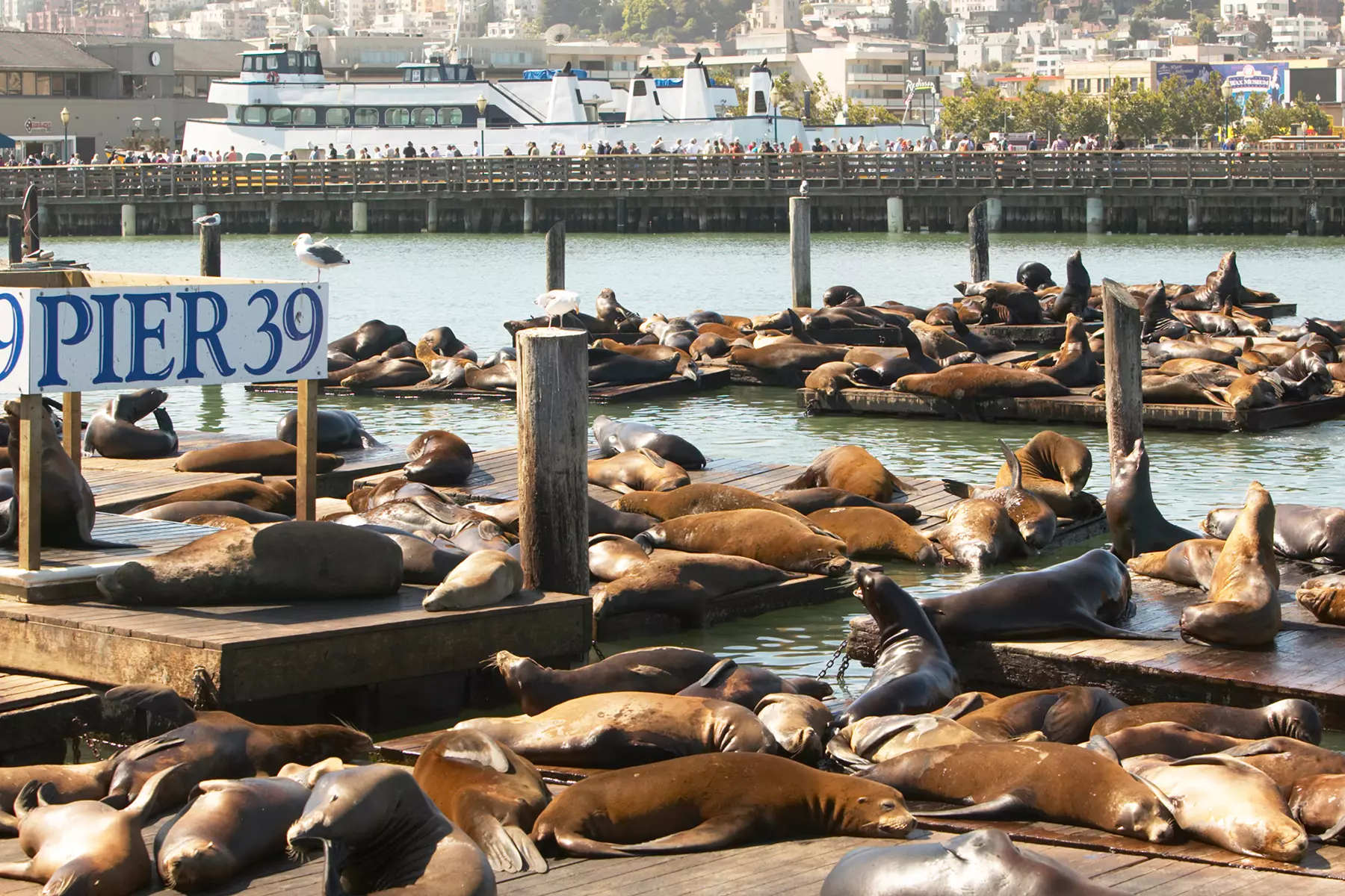 Seelöwen liegen am Pier 39 in San Francisco