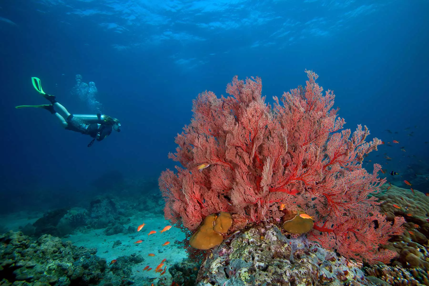 Andaman adalary, Hindistan